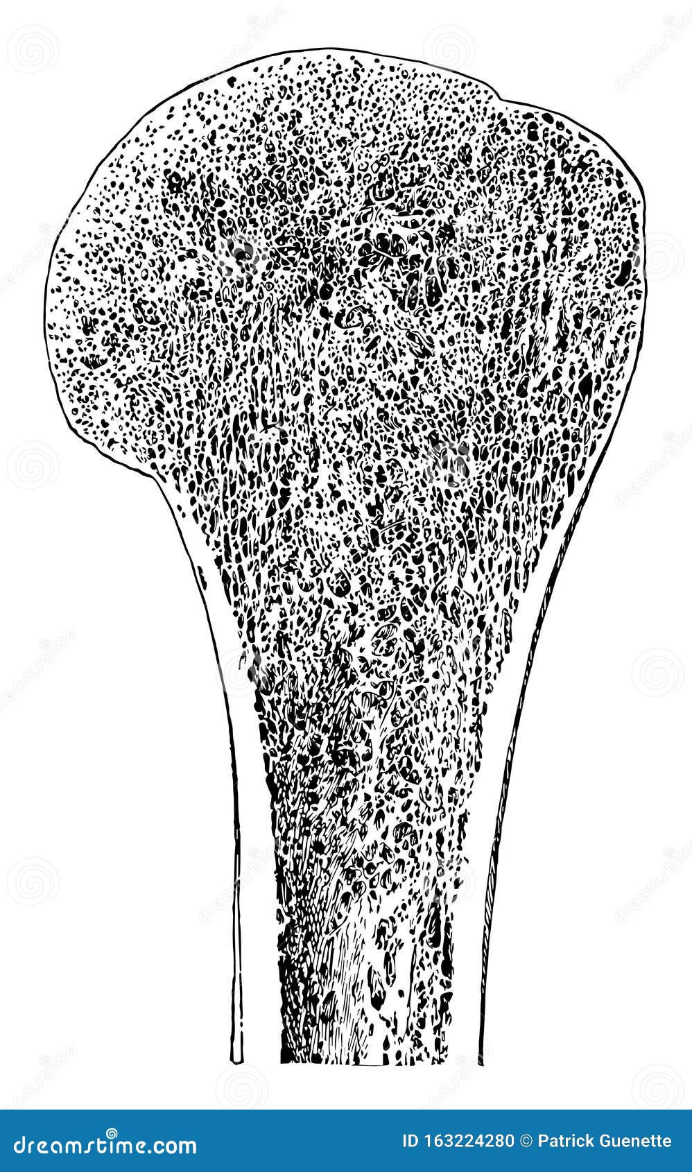 Section of Upper End of Humerus, Vintage Illustration Stock Vector ...