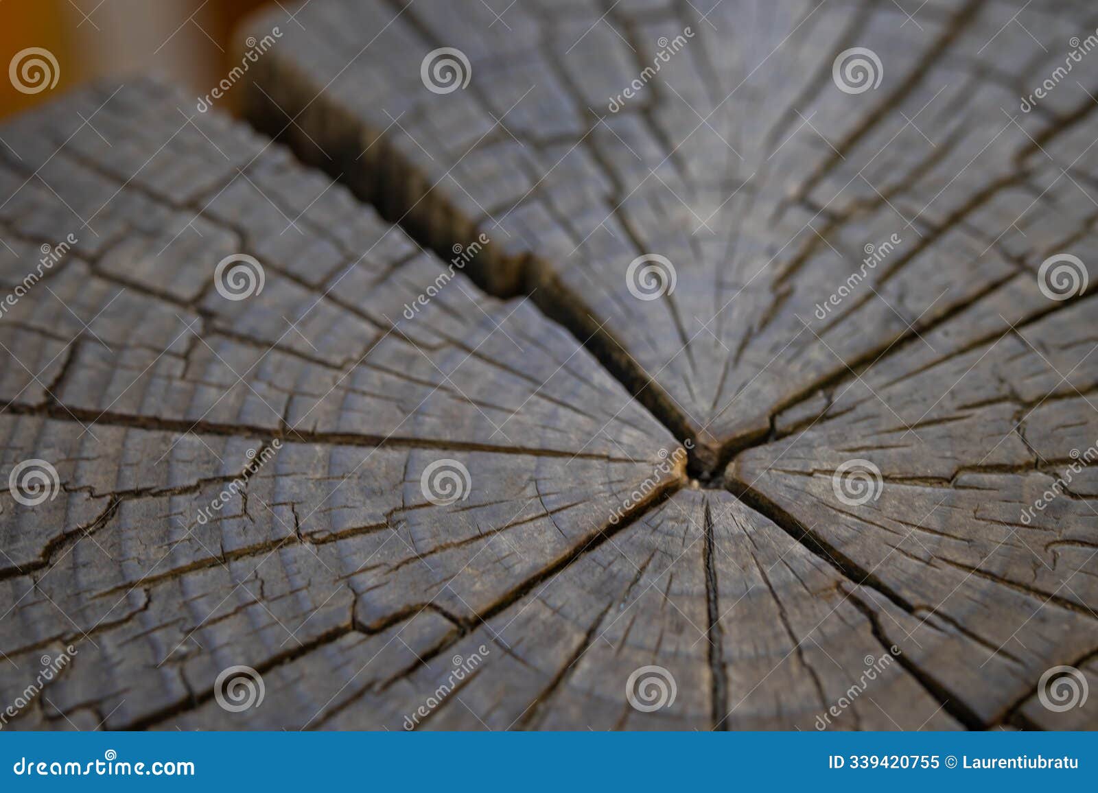 A Section of a Wood Log, with a Pattern of Concentric Growth Rings and ...