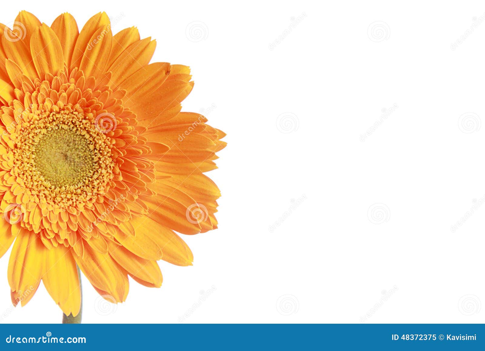 117 Section Yellow Daisy Flower Stock Photos - Free & Royalty-Free ...