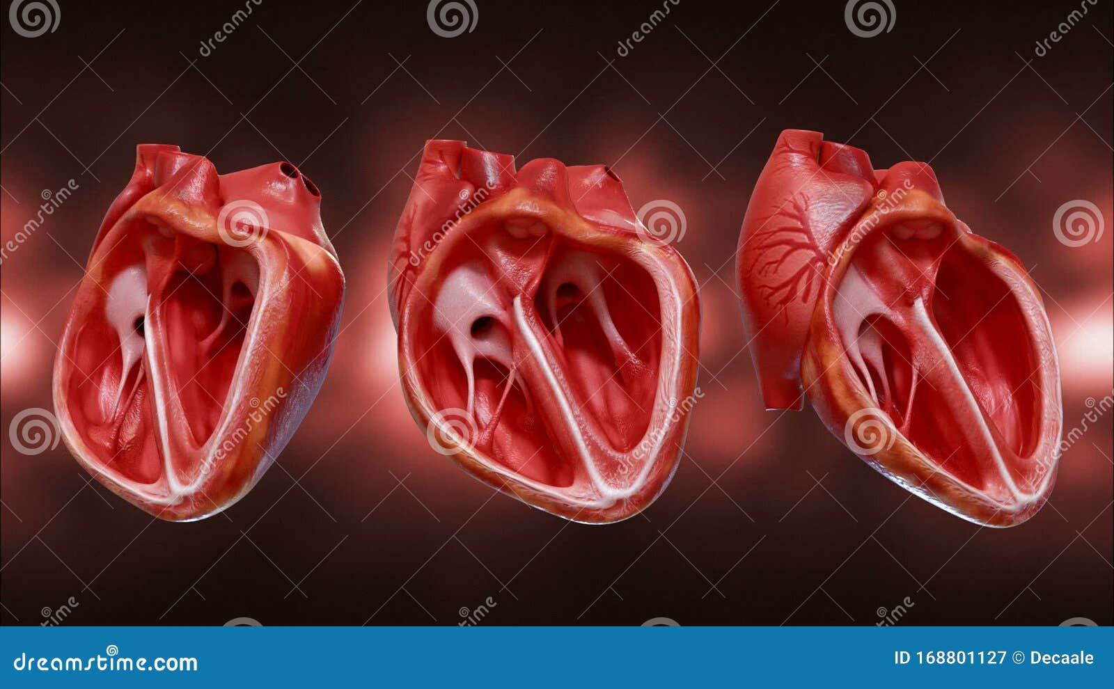 Human Heart Beating Animation