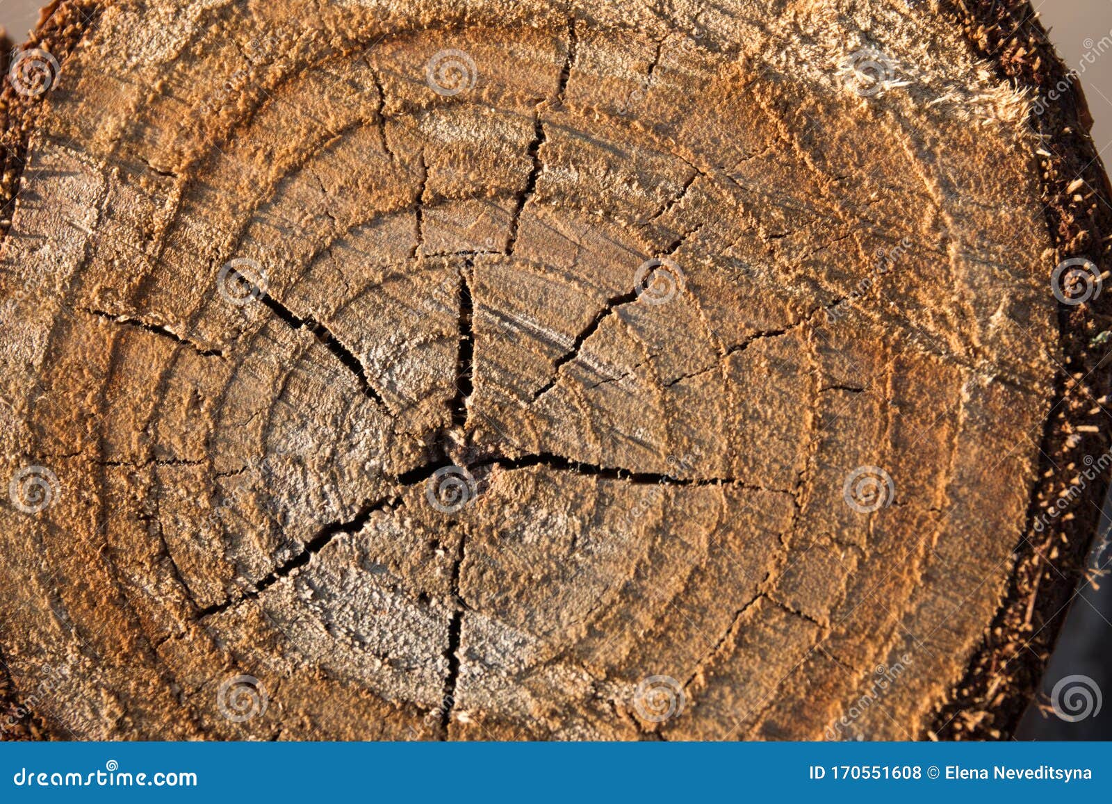 Sectional texture of wood stock photo. Image of board - 170551608