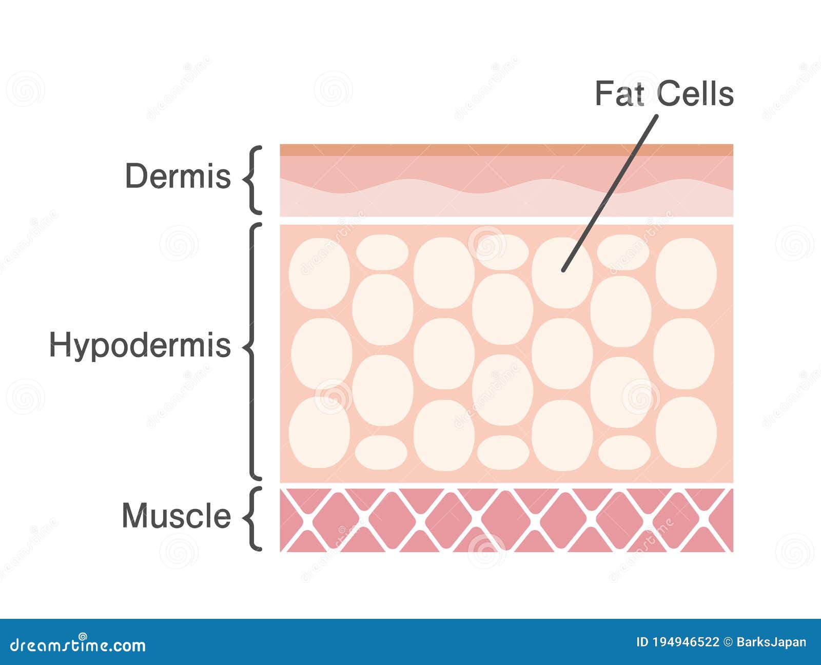 Sectional View of Fat Cells Vector Illustration Stock Vector ...