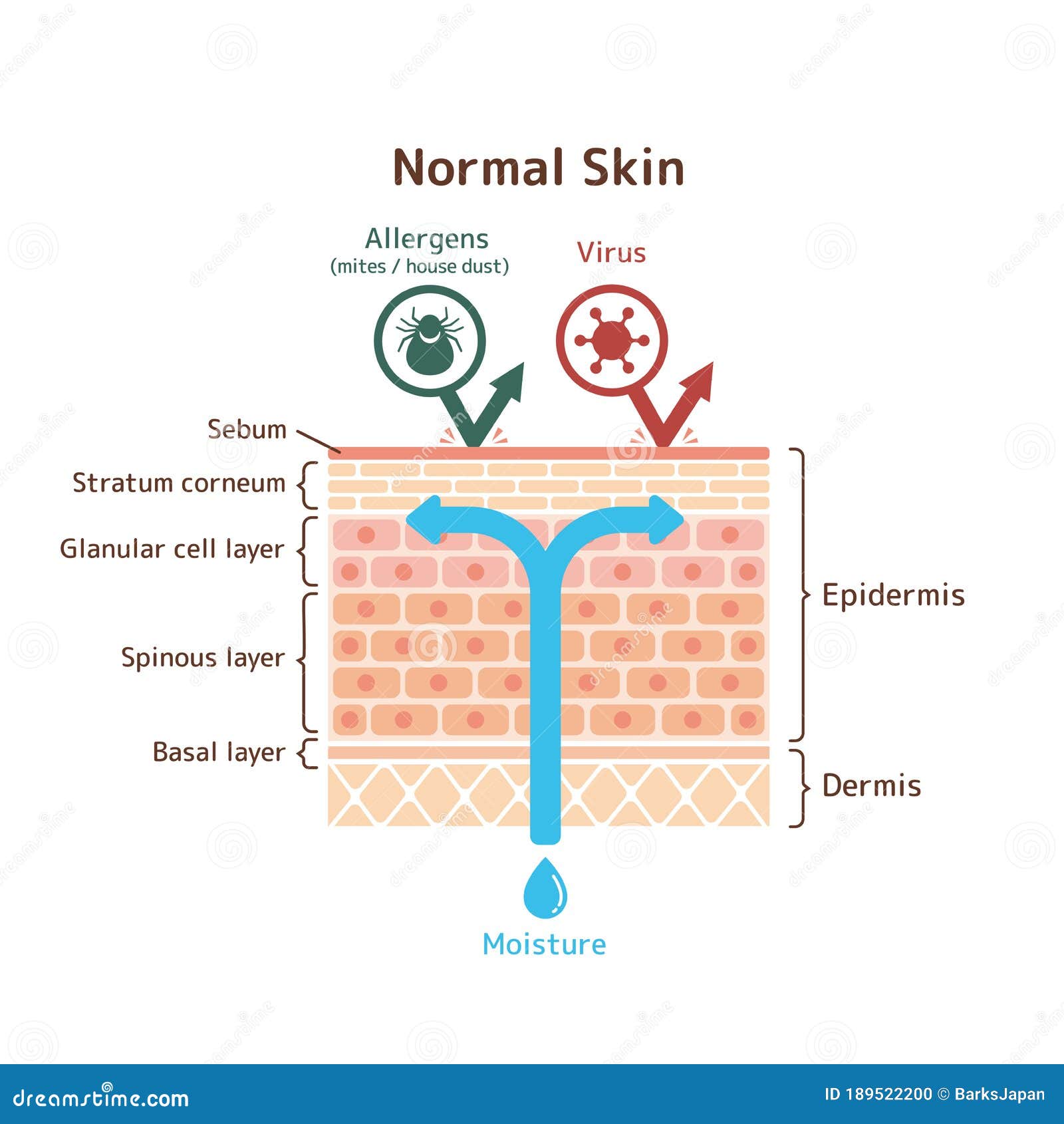 Sectional View of Normal Skin / Vector Illustration Stock Vector ...
