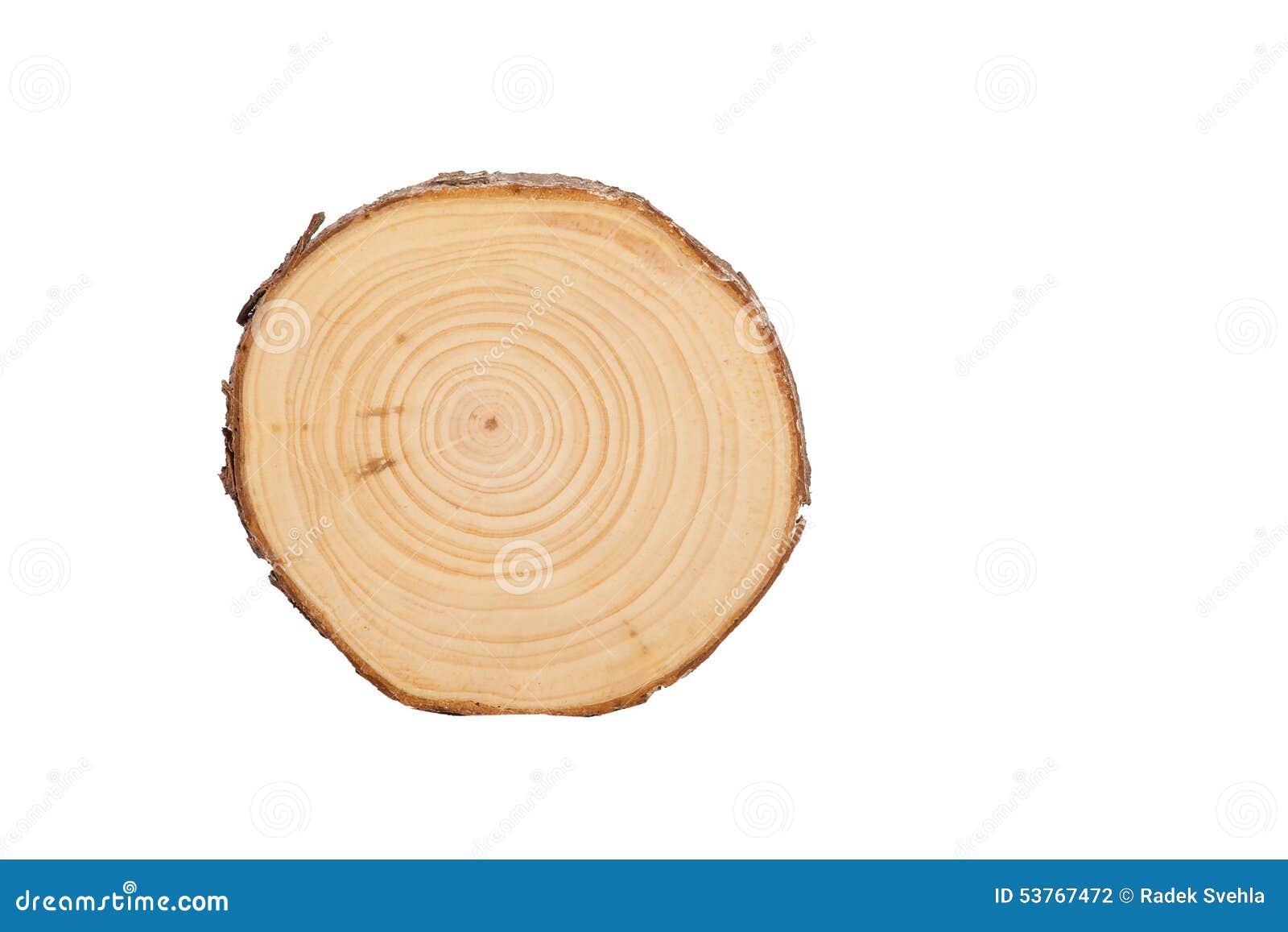 Sectional view of tree stock photo. Image of rough, life - 53767472
