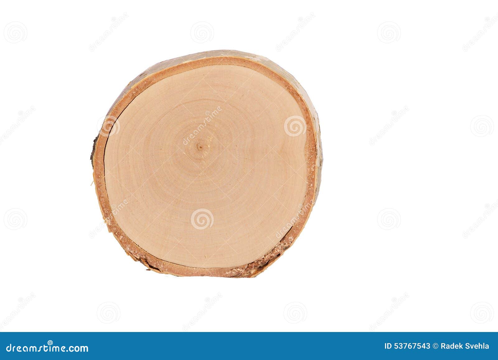 Sectional view of tree stock image. Image of shape, isolated - 53767543