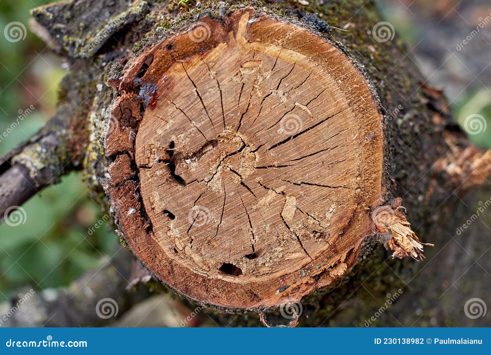 Sectioned tree trunk stock photo. Image of coll, green - 230138982