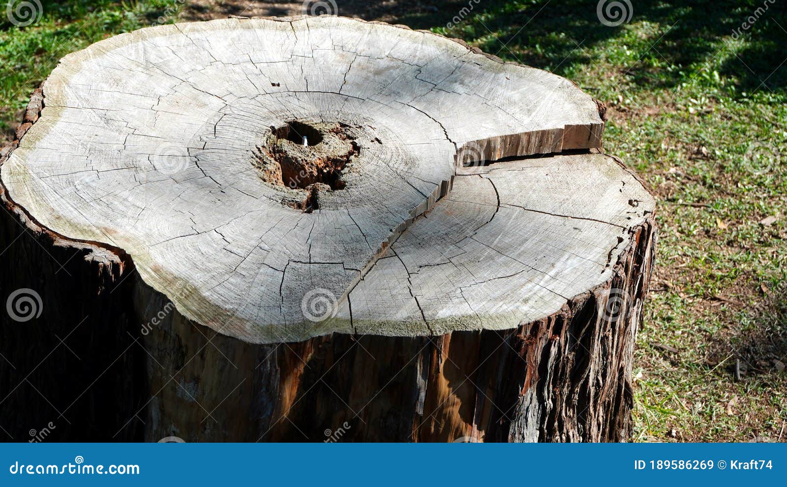 Sectioned Tree Trunk Seen from Above with the Typical Veins and a Hole ...