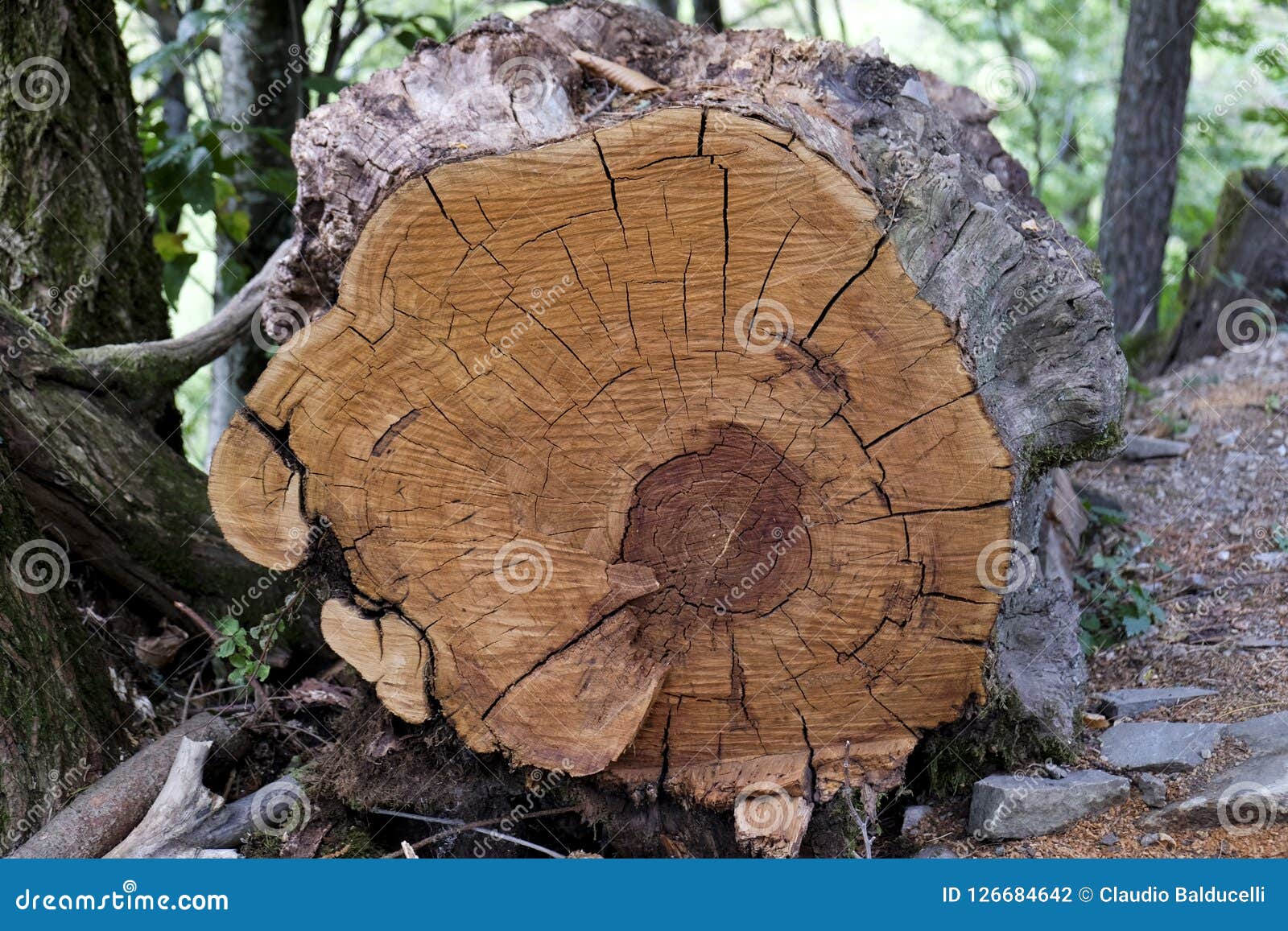 Sectioned tree trunk stock photo. Image of surface, slice - 126684642
