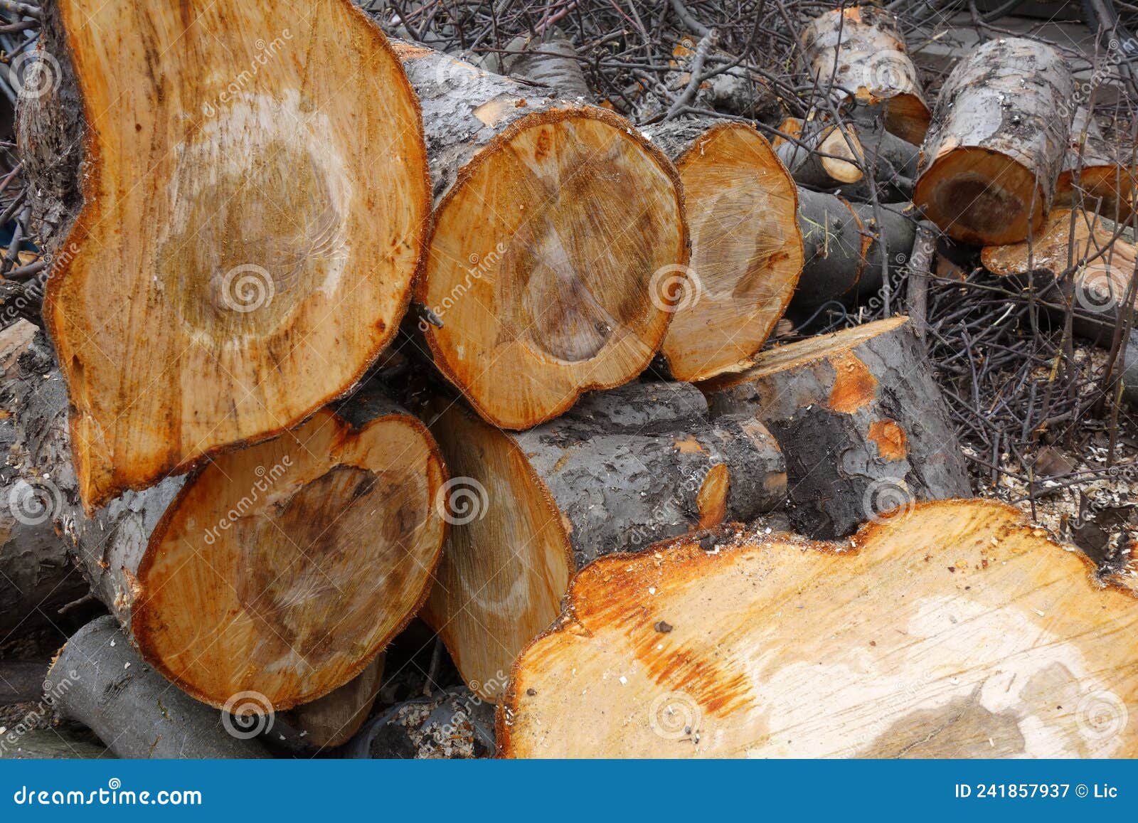 Sections of the apple stem stock image. Image of provincial - 241857937