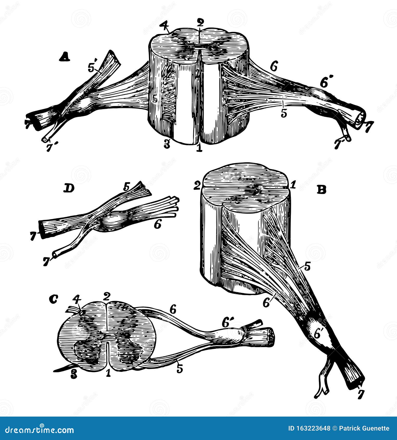 Sections of Cervical Spinal Cord, Vintage Illustration Stock Vector ...