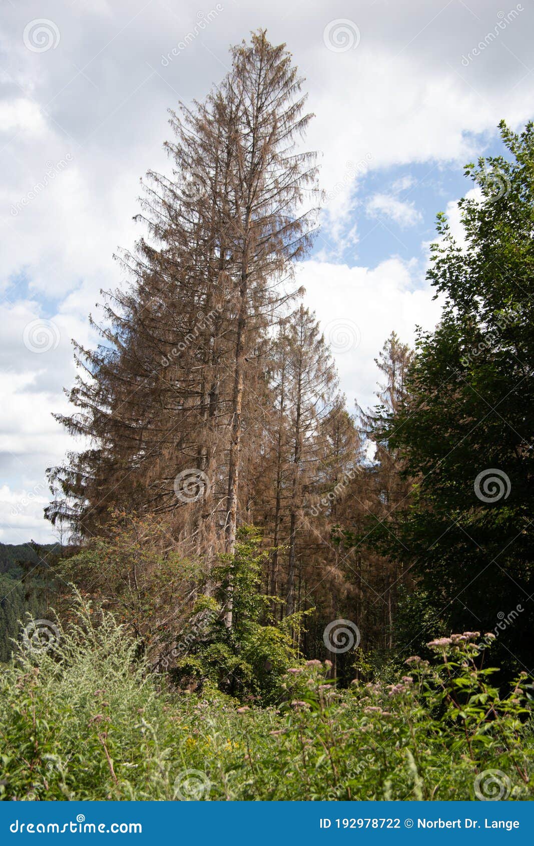 Sections of Forest Affected by Forest Die-off Stock Photo - Image of ...