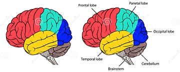 Sections of Human Brain Anatomy Side View Flat Stock Vector ...