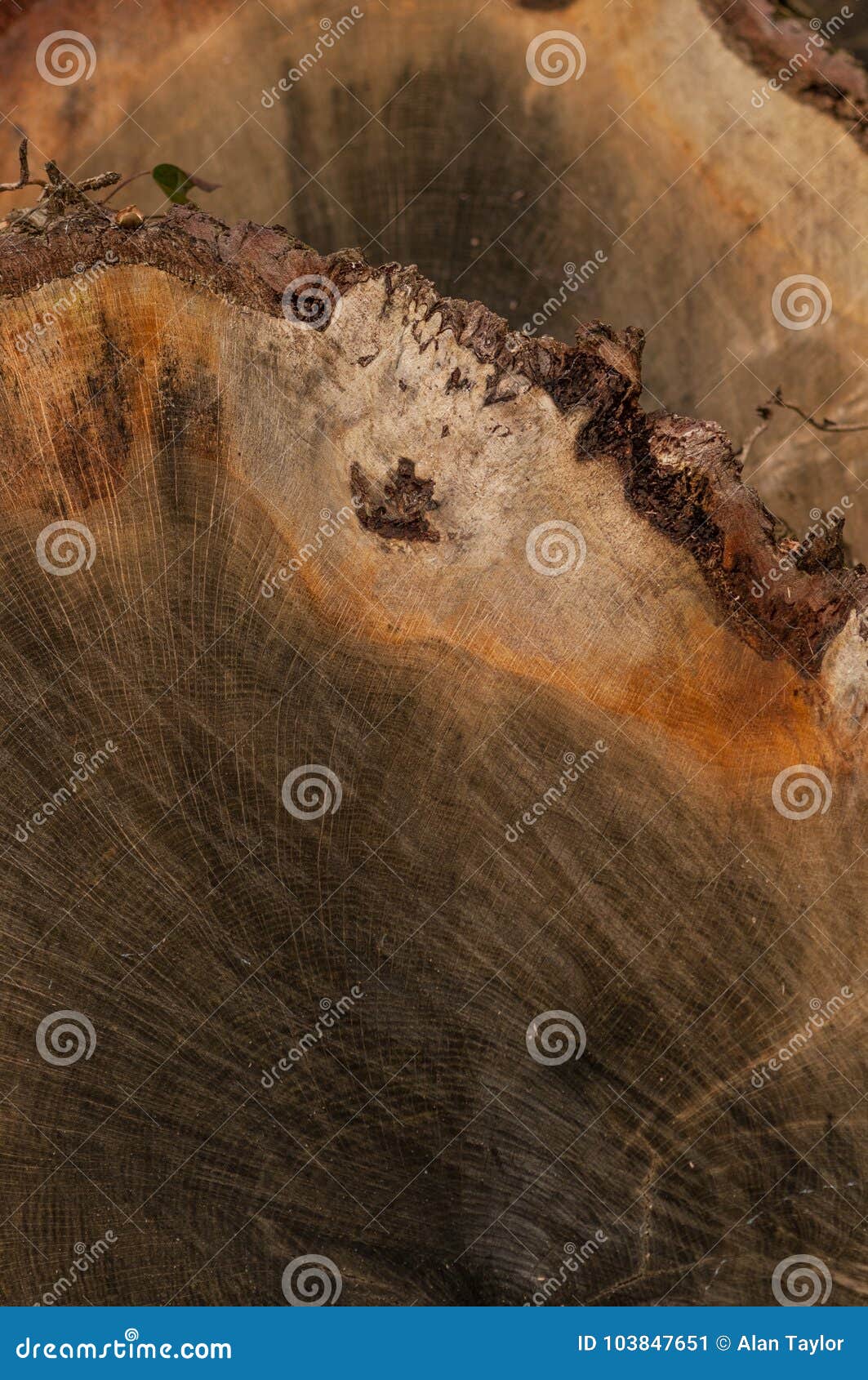 A Background of Cut Timber Sections Stock Image - Image of pattern ...
