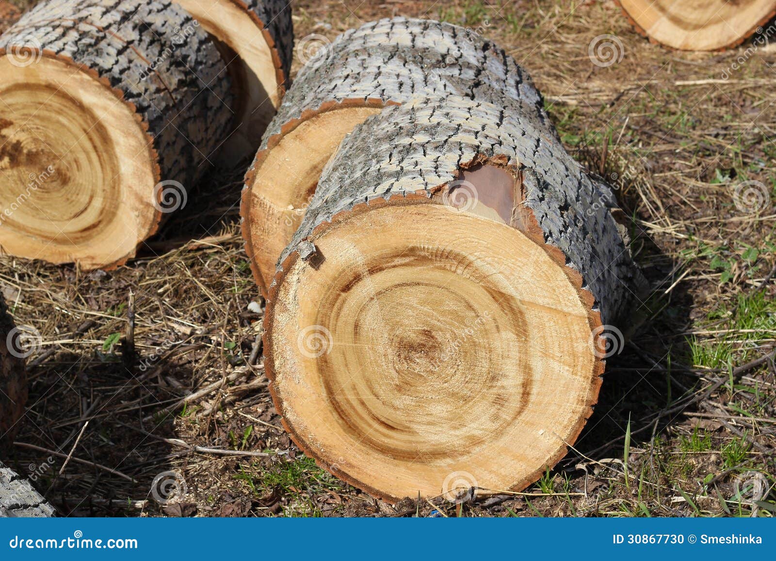 Sections of tree trunk stock photo. Image of sawed, bark - 30867730