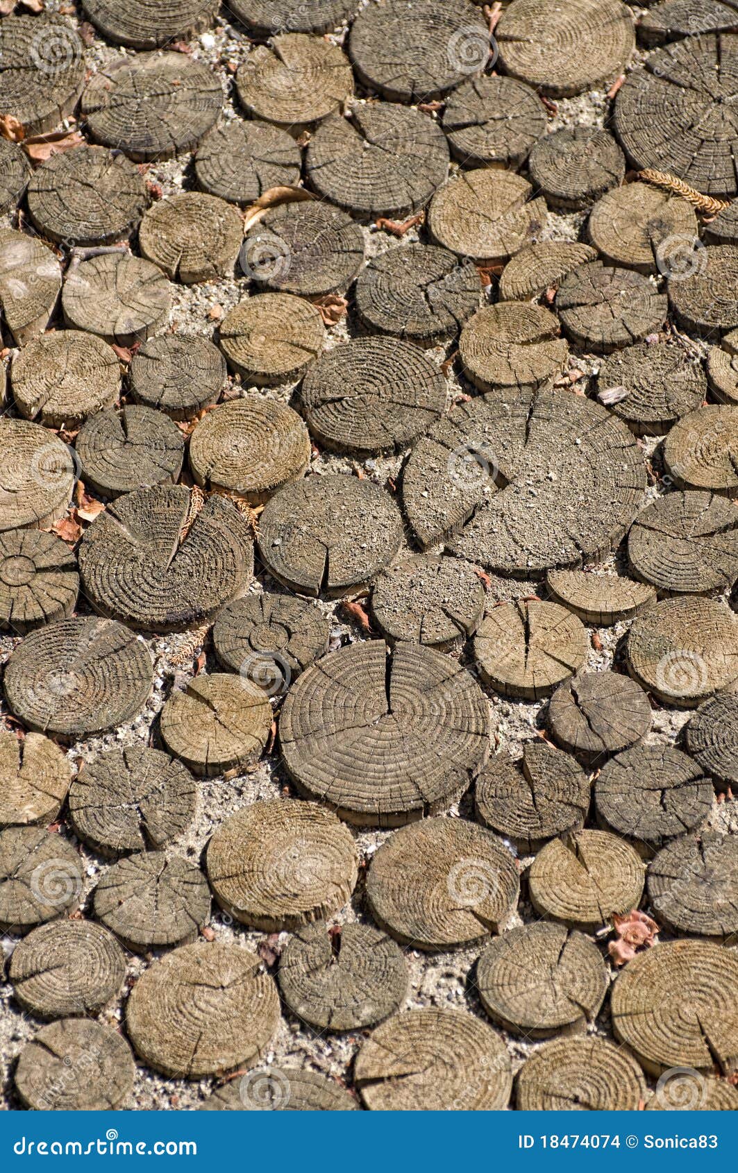 Sections of tree trunks stock photo. Image of forest - 18474074