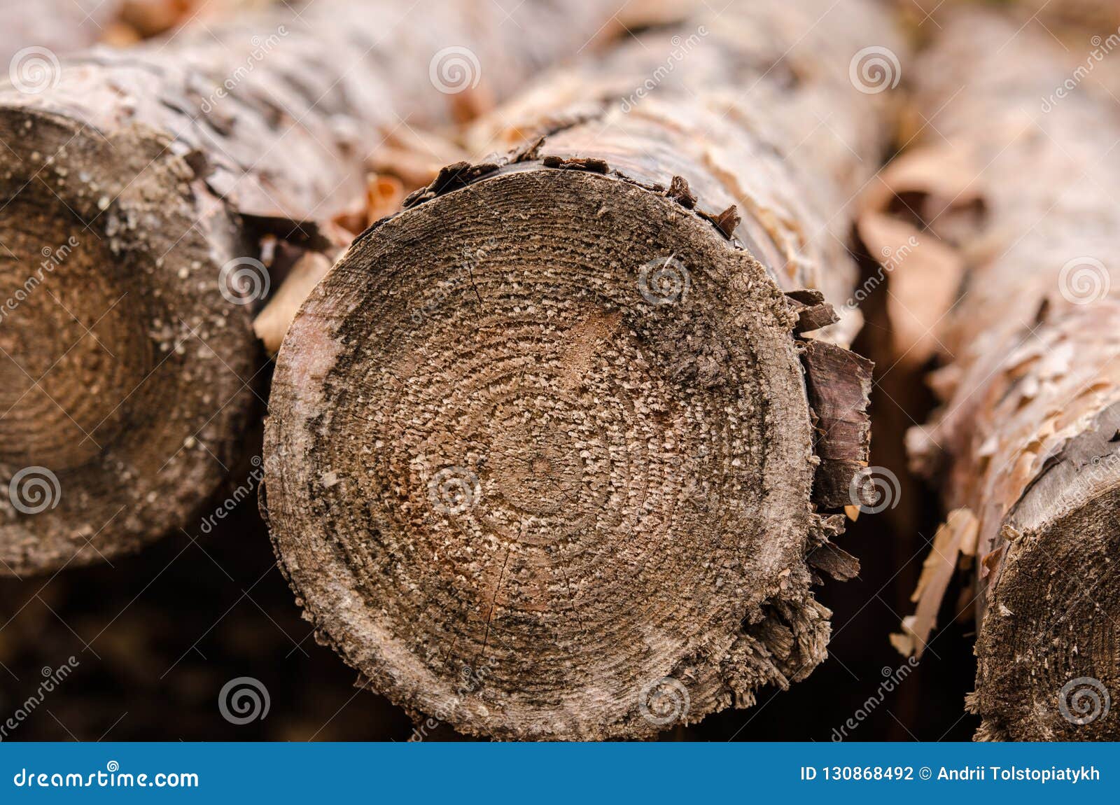 Sections of Wooden Logs that Lie in a Row. Stock Photo - Image of ...