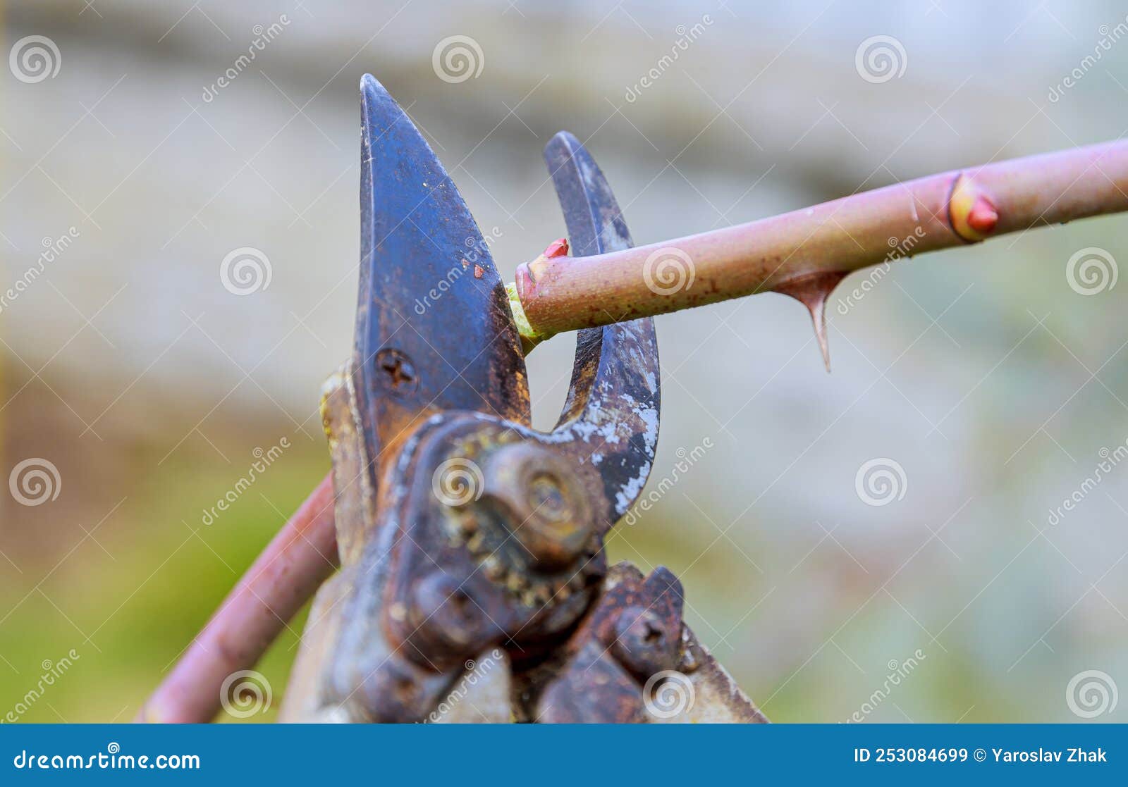 Sector Scissors Cut a Rose Branch. Stock Image - Image of shears ...