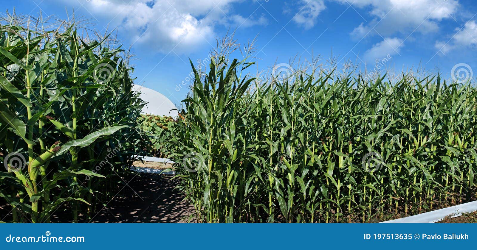 Demo Corn Fields of Agricultural Crops Stock Image - Image of rural ...