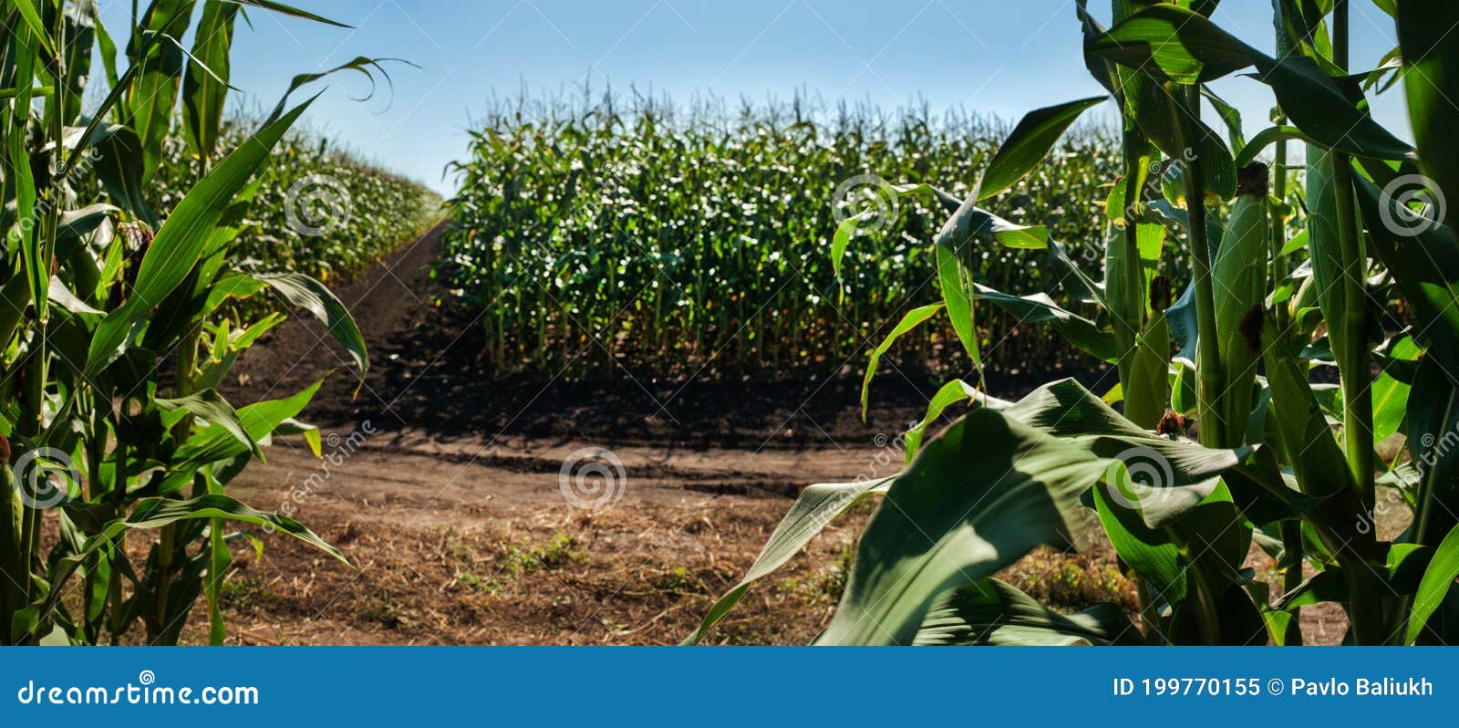 Sectors of Corn Fields of Agricultural Crops Stock Image - Image of ...
