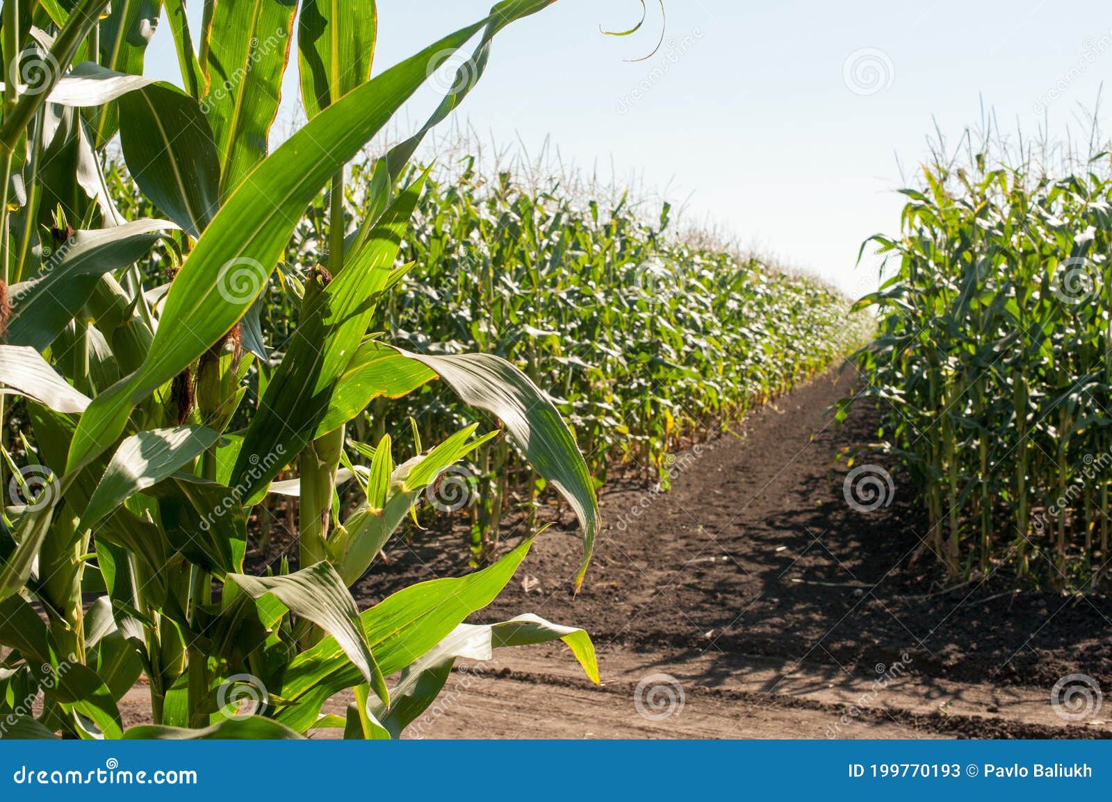 Sectors Corn Fields of Agricultural Crops Stock Image - Image of ...