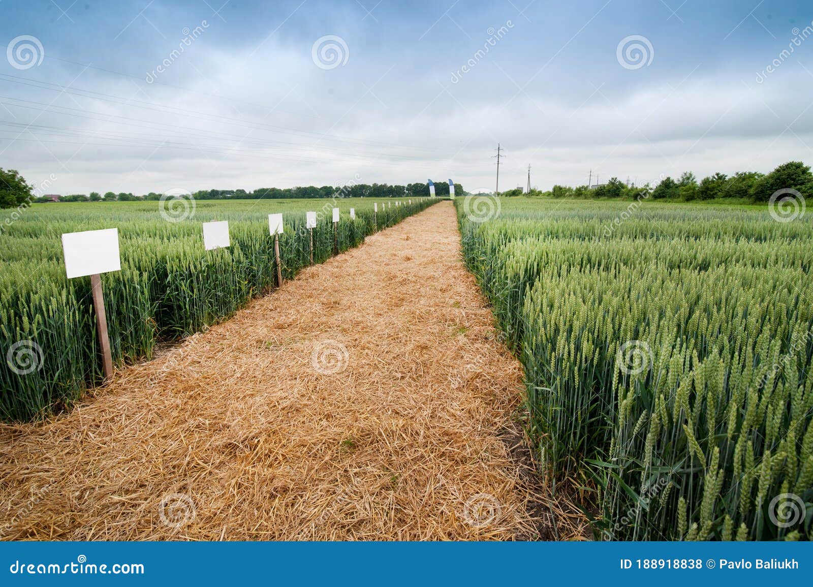Demonstration Sectors Of Plot Grain Crops, New Varieties In Agriculture ...