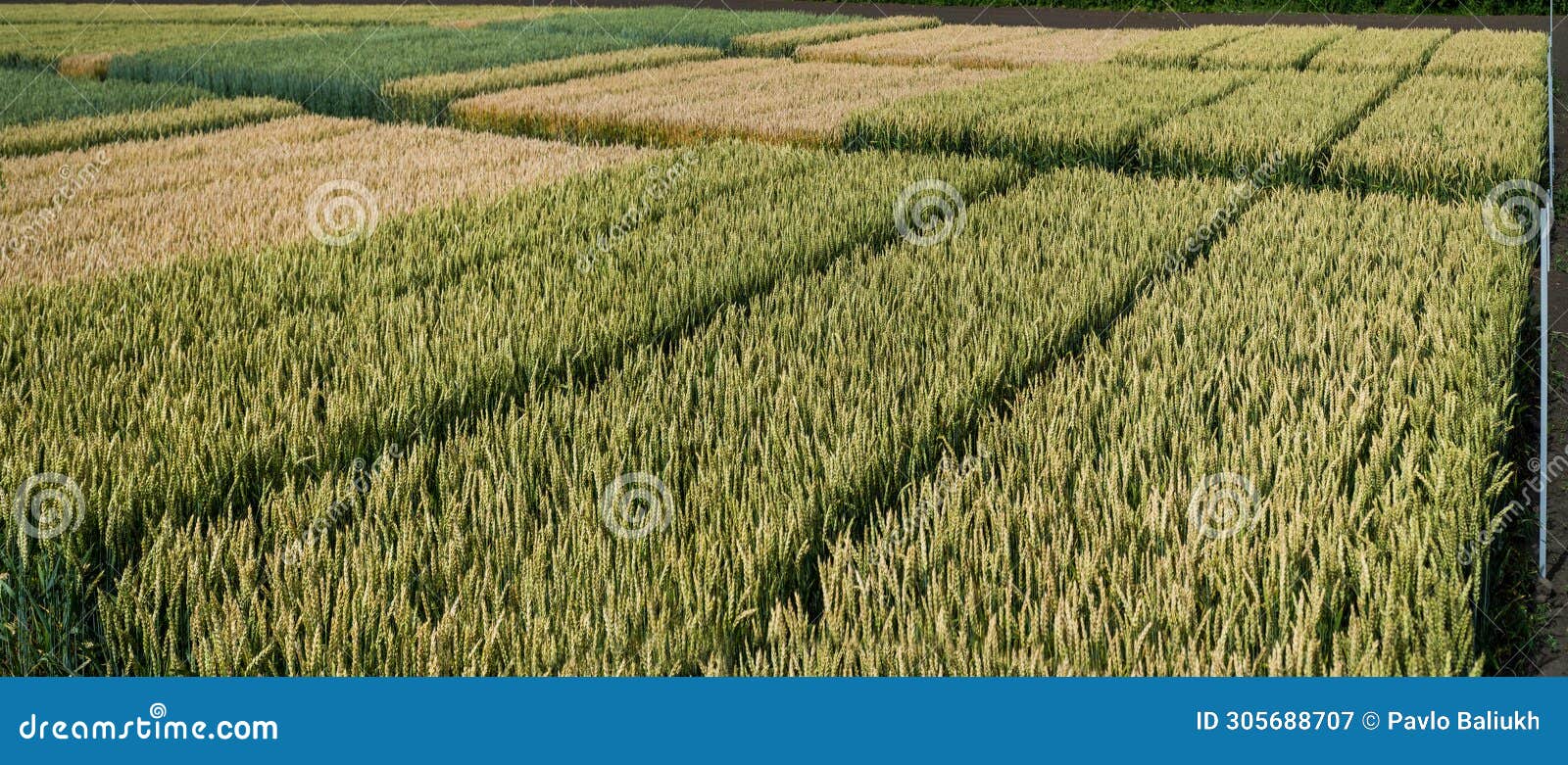 Sectors of Various Types of Cereal Varieties, Top View, Focus on Front ...
