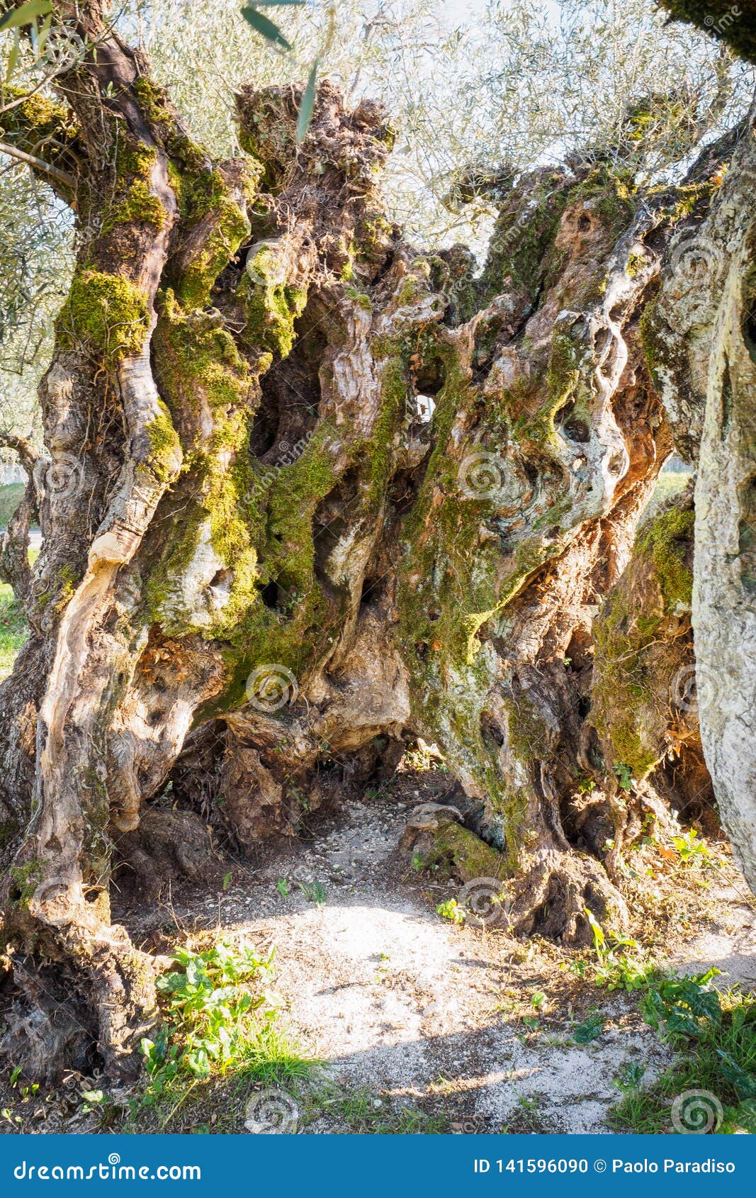 Secular Olive Trees in the Region of Umbria Italy. Editorial Image ...