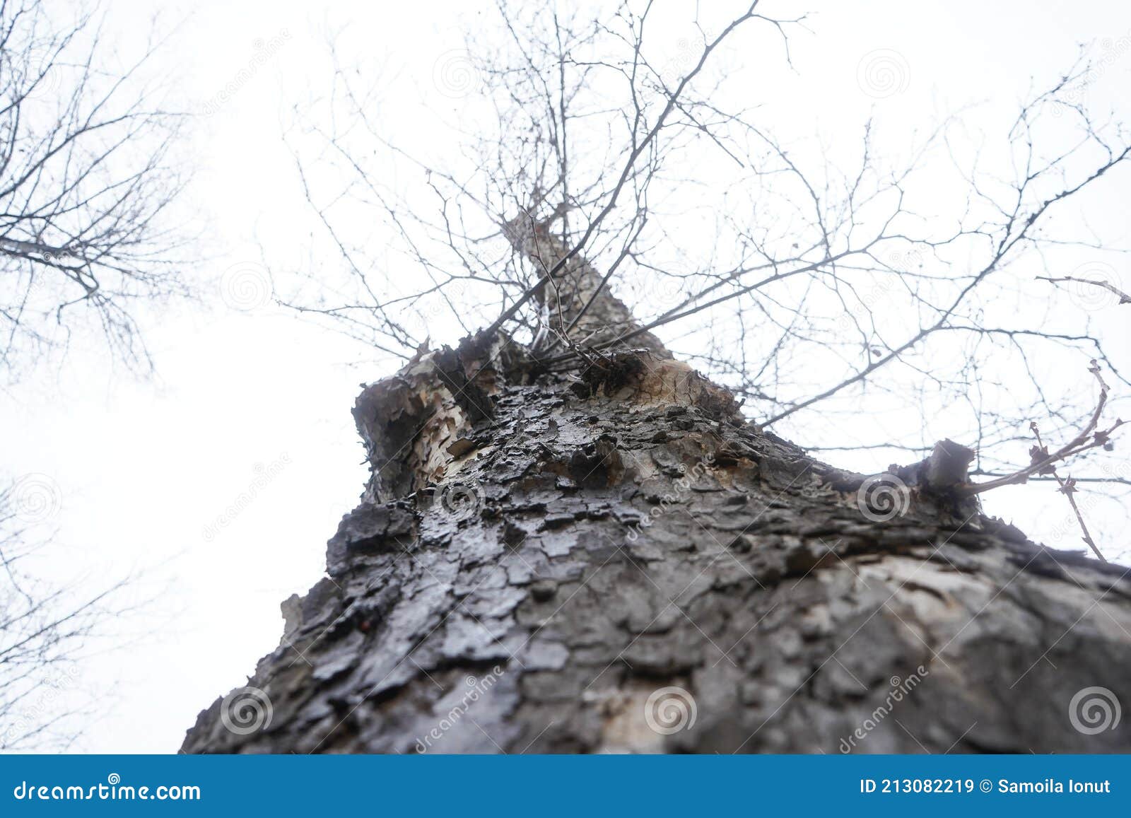 Secular Tree. the Trunk of a Secular Tree. Stock Image - Image of human ...
