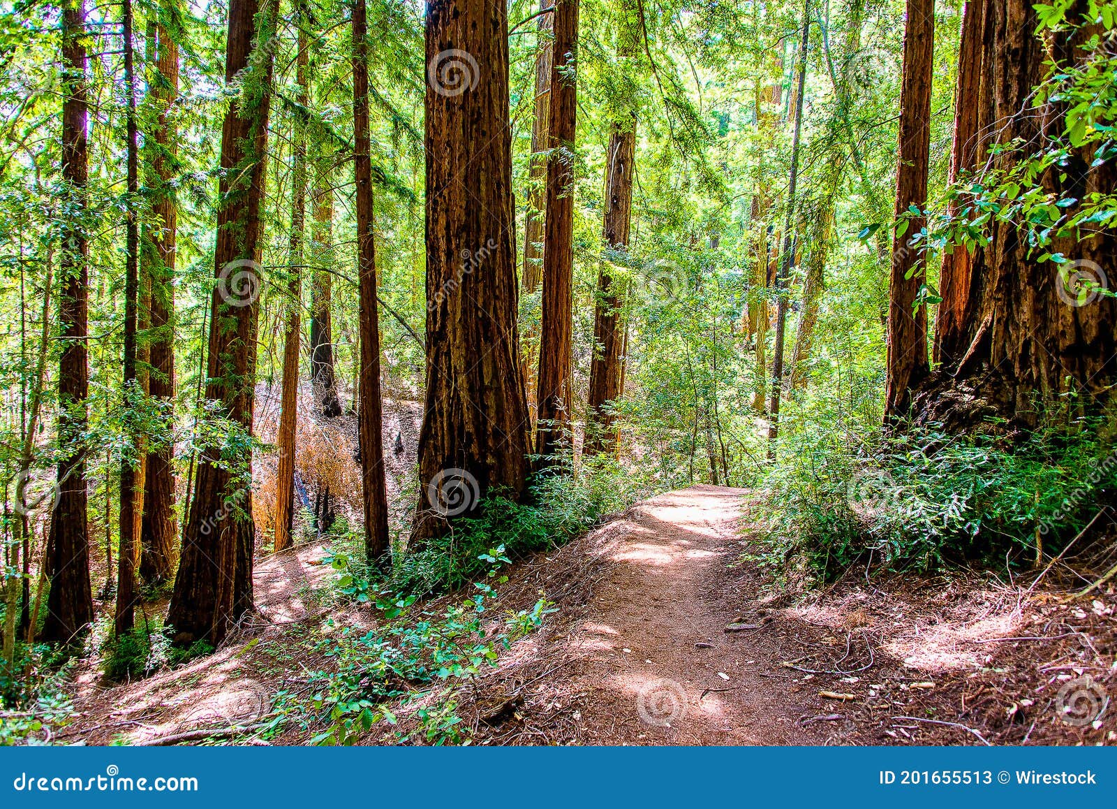 Secuoyas En El Bosque De Madera Del Parque Rojo Imagen de archivo ...