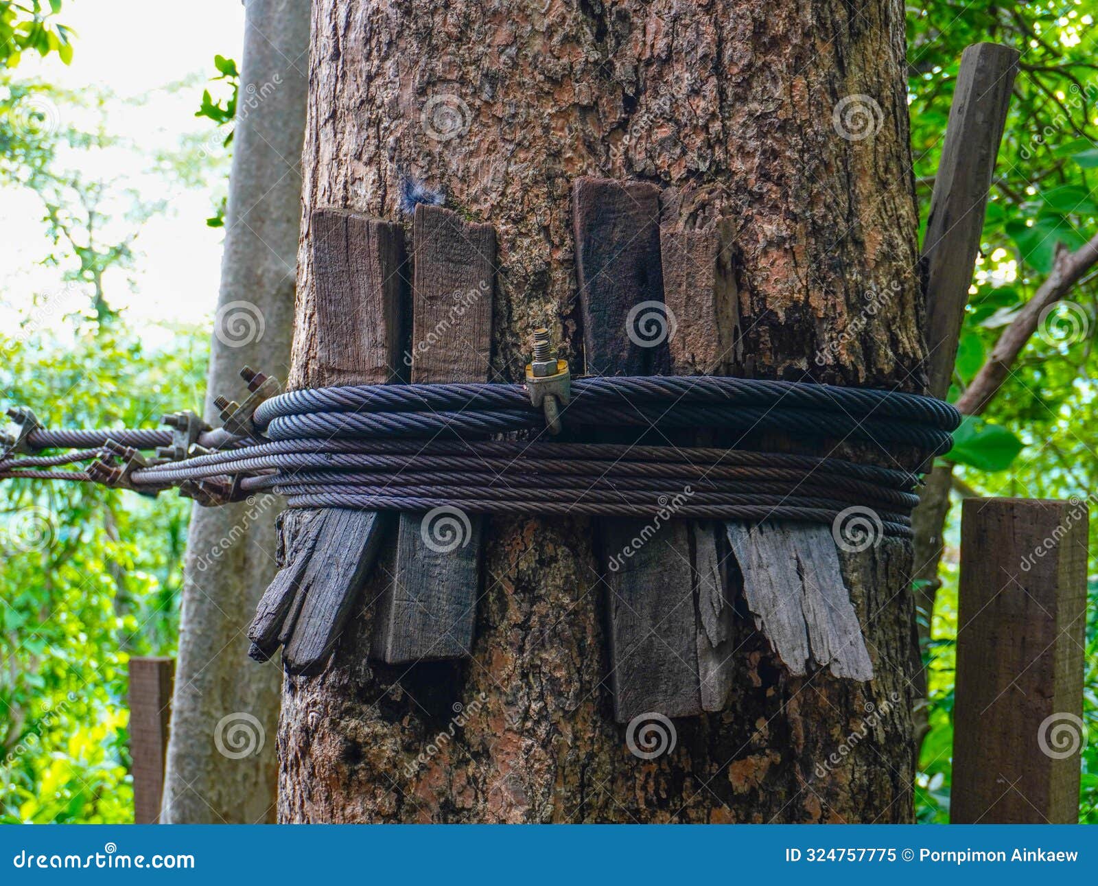 Securely Fixing Metal Cables Around Trees in the Forest Stock Image ...