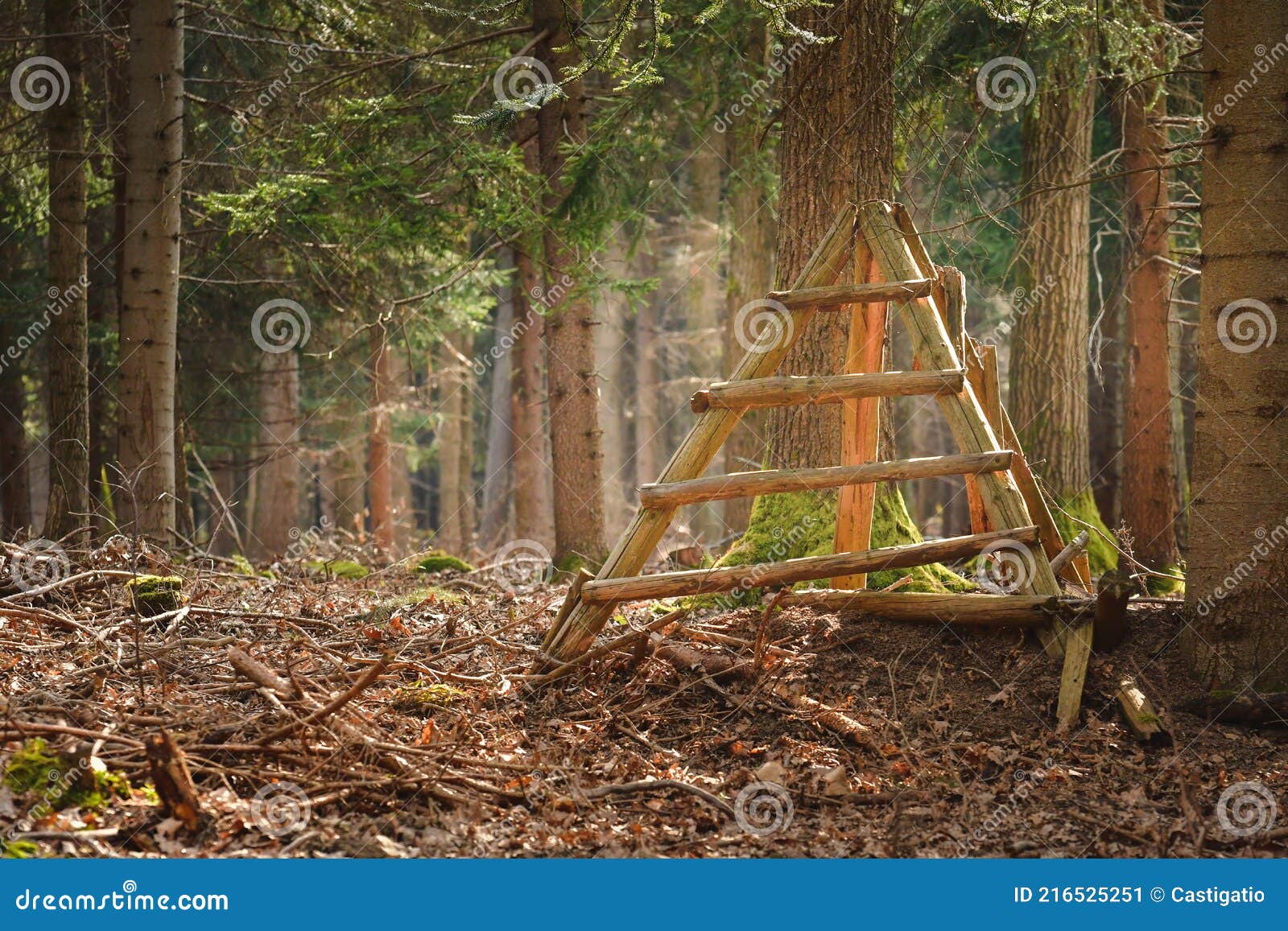 Securing an Anthill in the Forest by a Forester. a Structure Built To ...