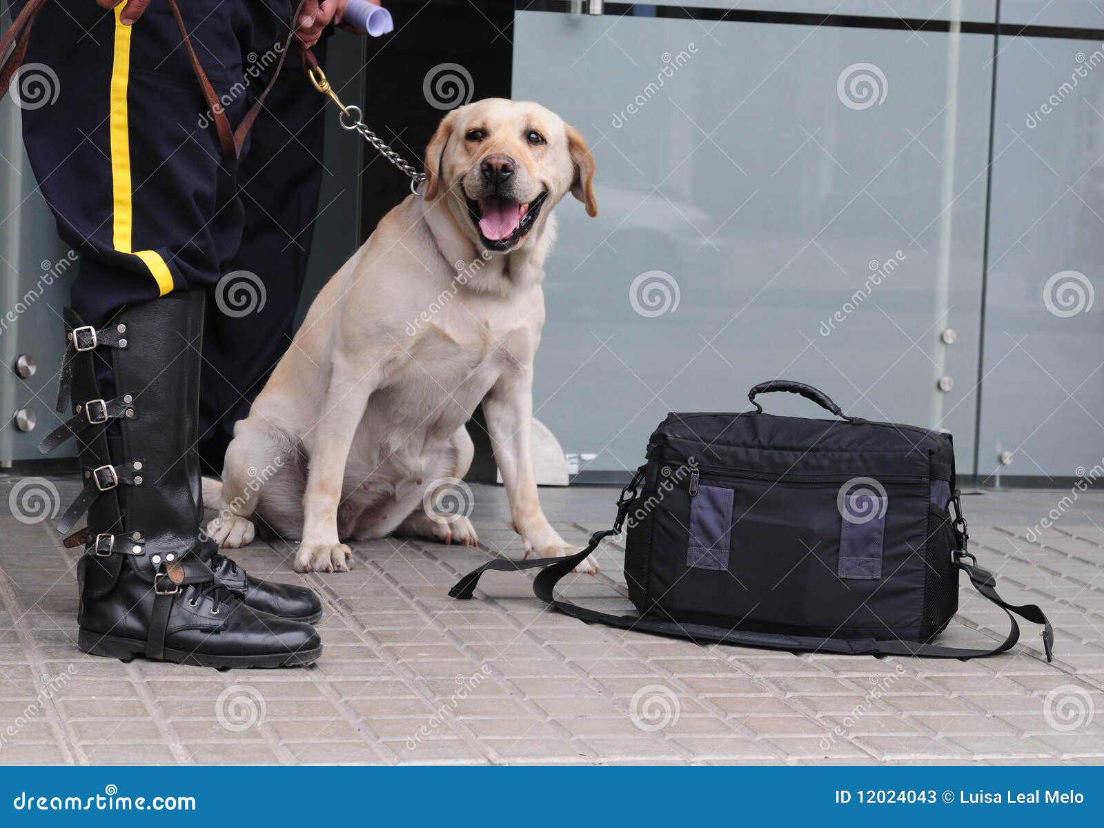 Security stock image. Image of labrador, canine, objects - 12024043