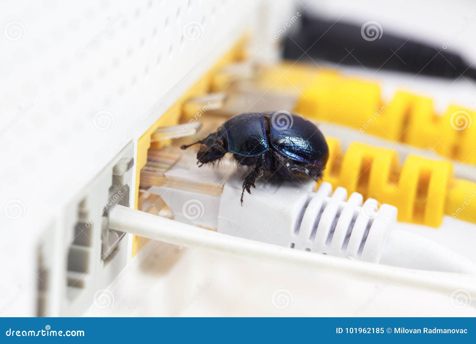Router with Internet Cables and Black Bug. Stock Image - Image of ...