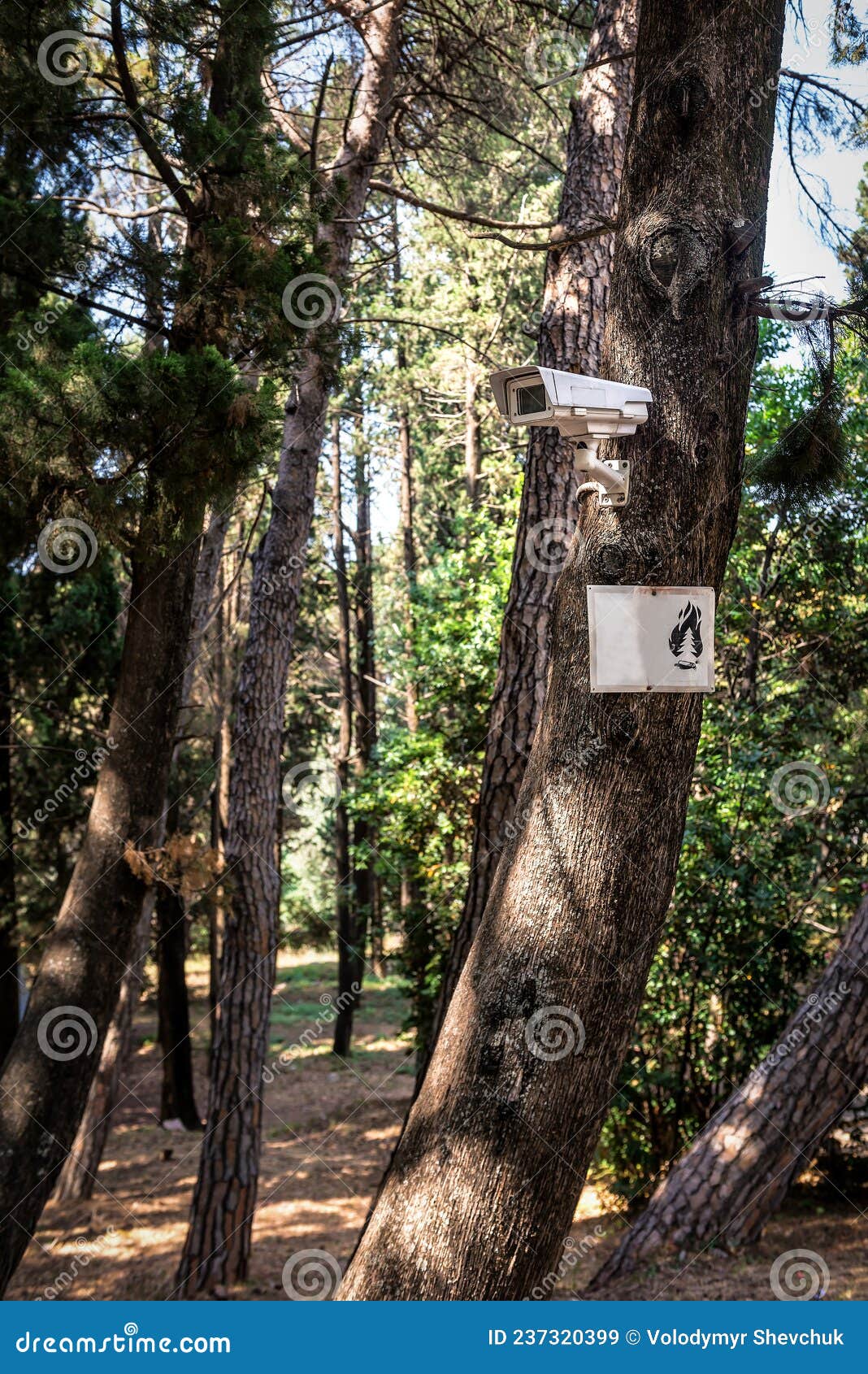 Security Camera in the Forest Stock Image - Image of outdoor, guard ...