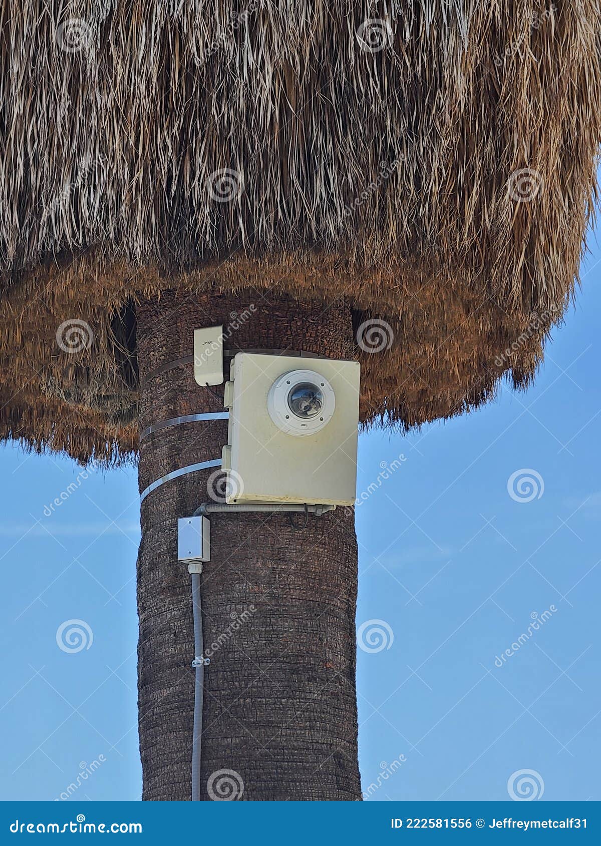 Security Camera on a Palm Tree Stock Photo - Image of tree, lighting ...