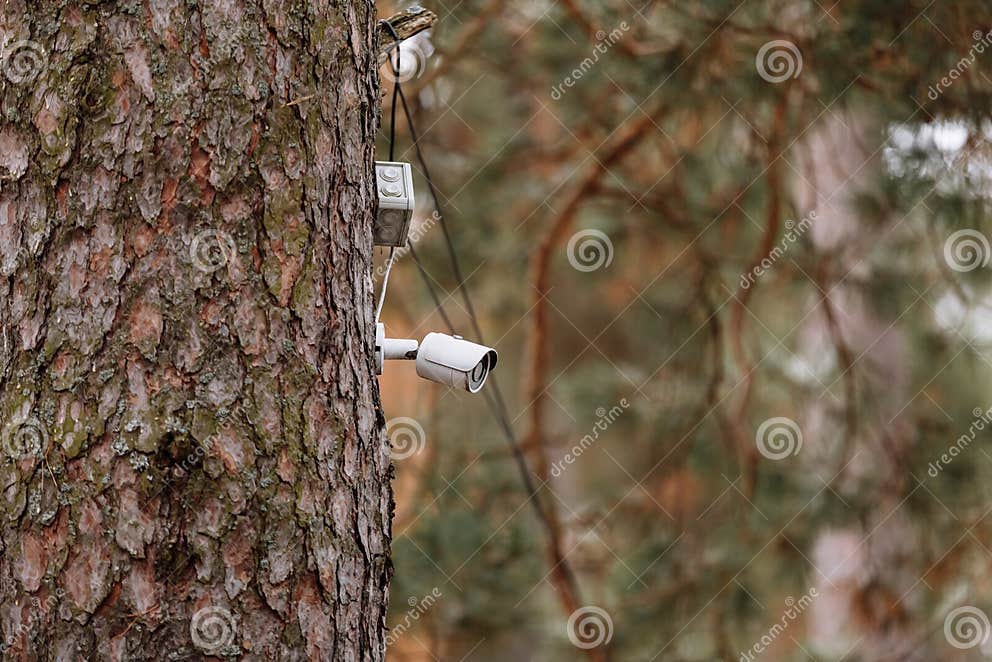 Security Camera on the Tree Trunk, Spy Camera. Close Up Multi-angle ...