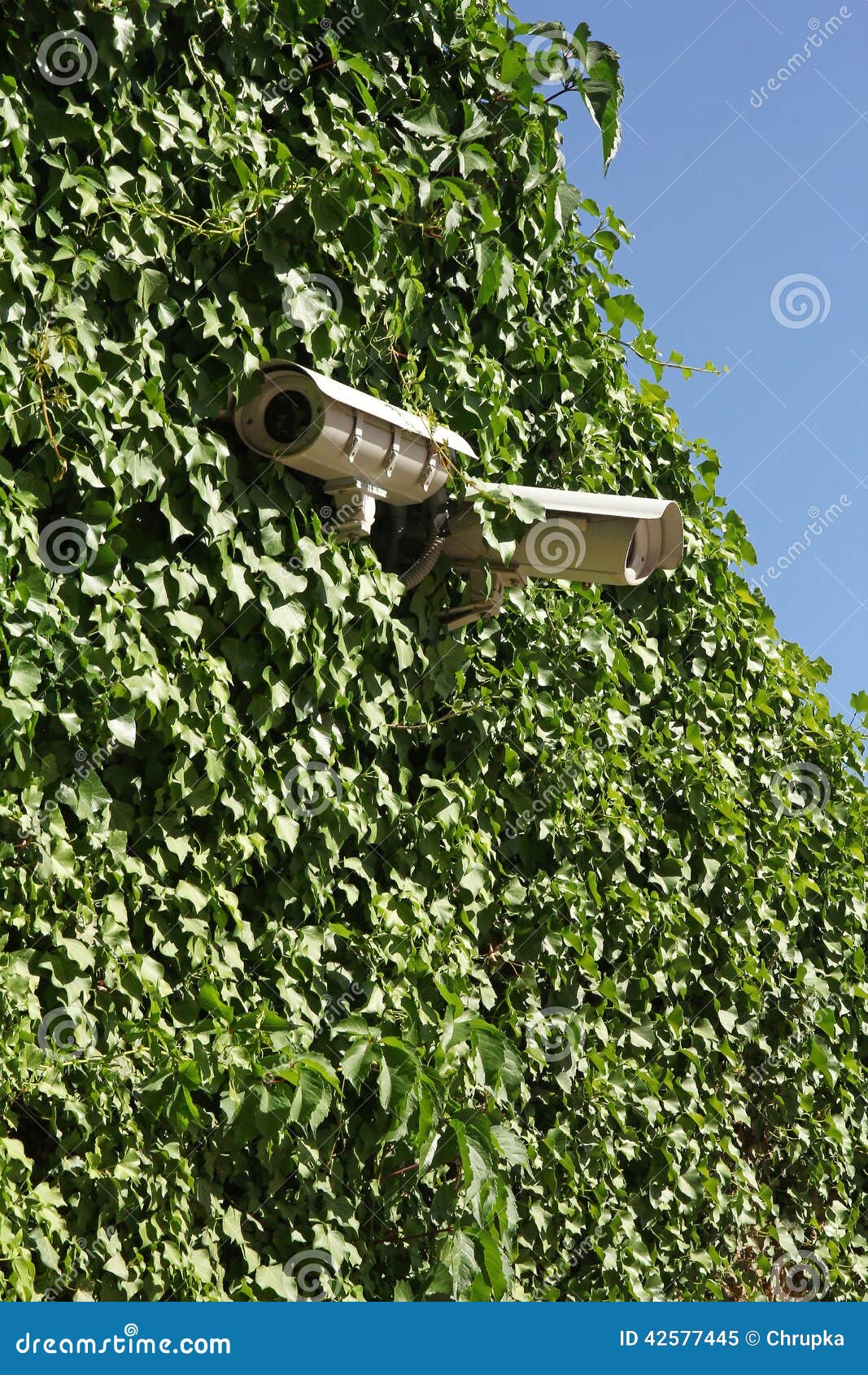 103 Ivy Guard Photos - Free & Royalty-Free Stock Photos from Dreamstime