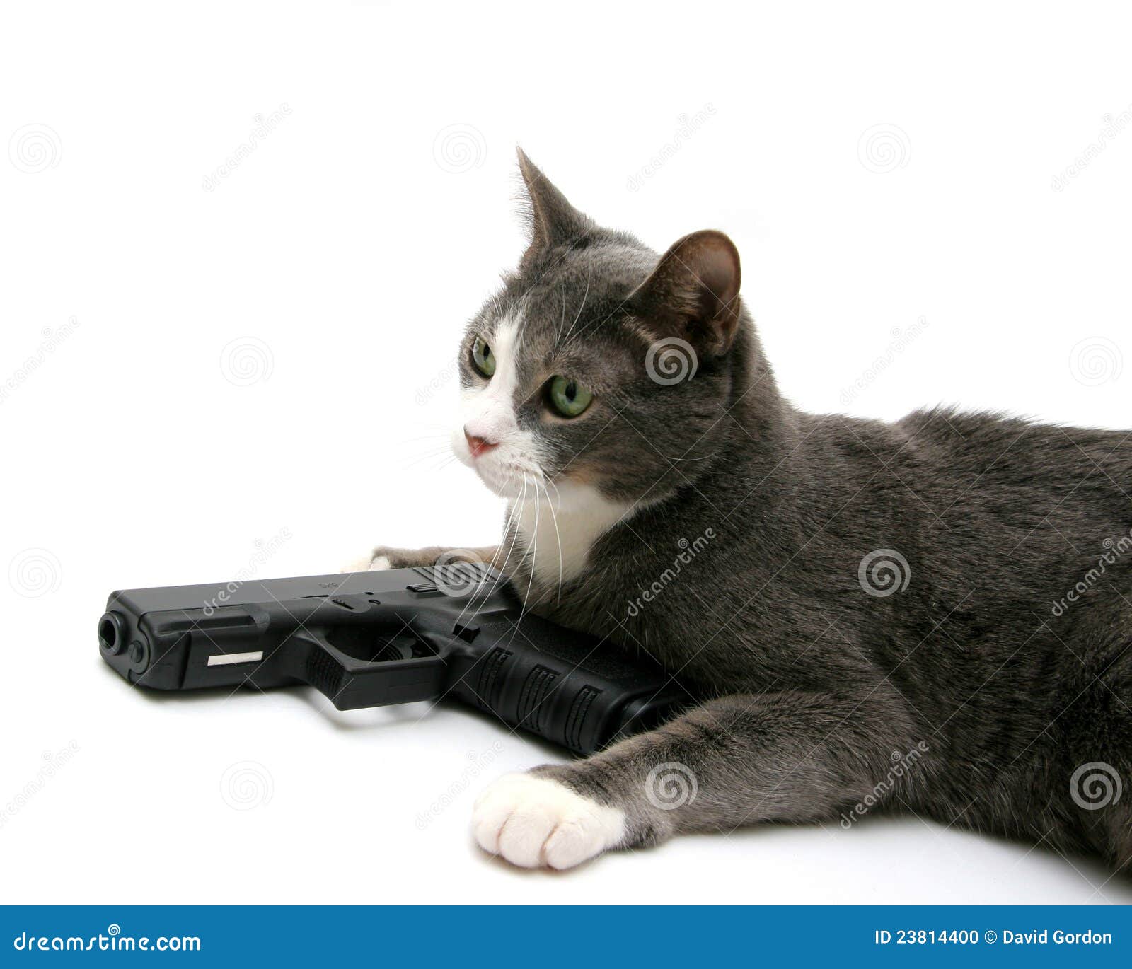 Security Cat stock photo. Image of self, guard, kitten - 23814400