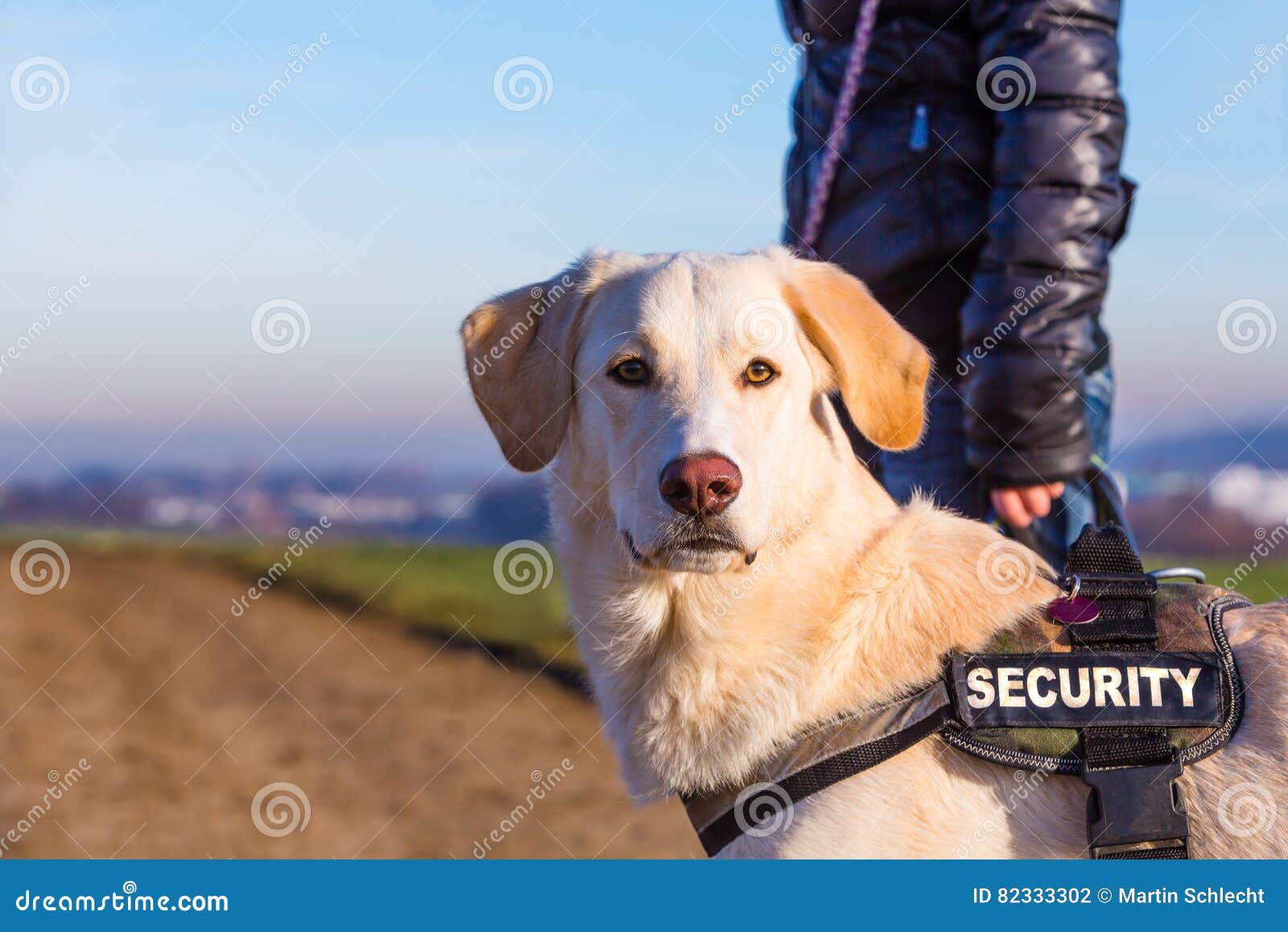 Security dog stock photo. Image of guard, animal, canine - 82333302