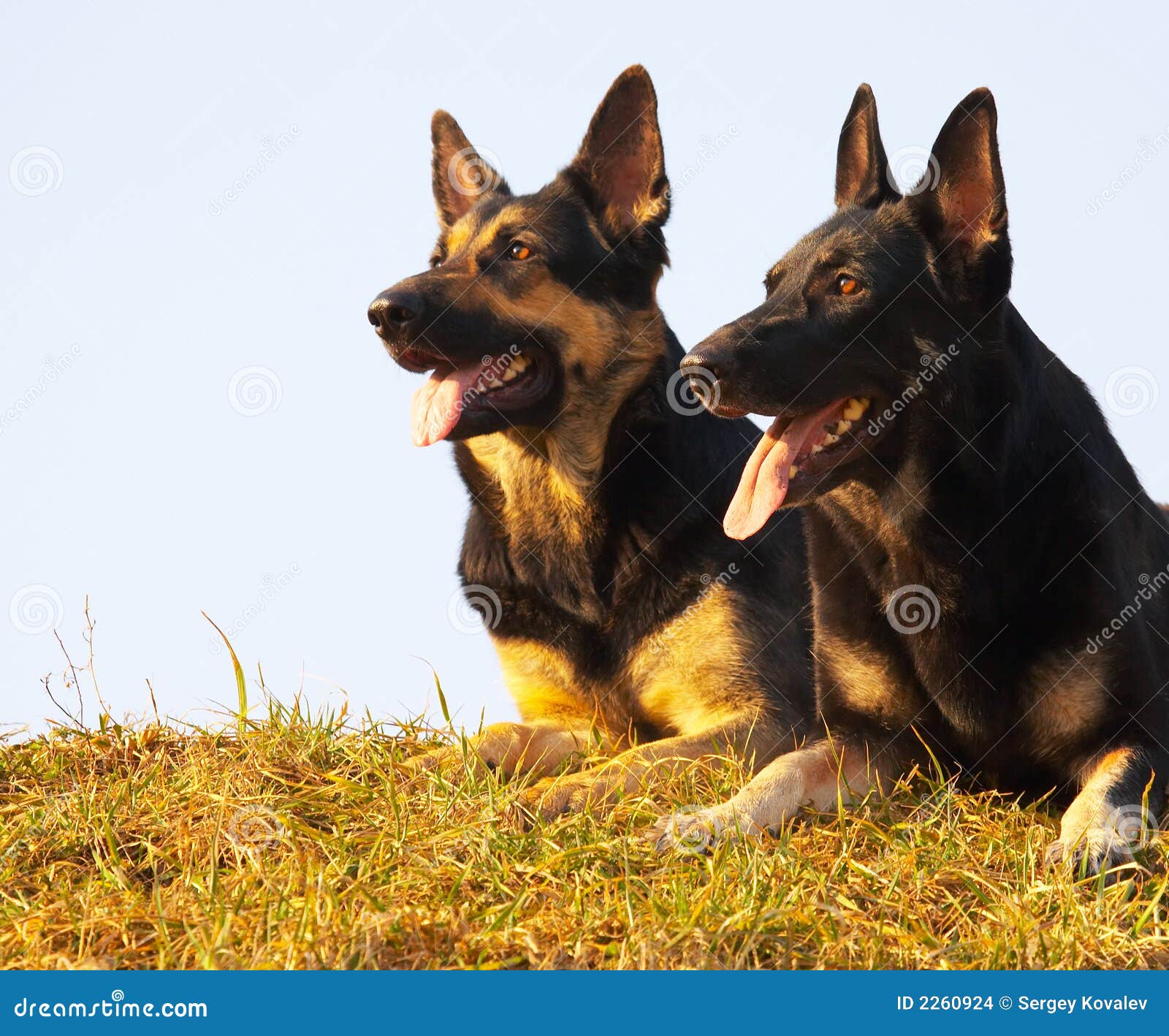 Security dogs stock photo. Image of canine, shepard, breed - 2260924