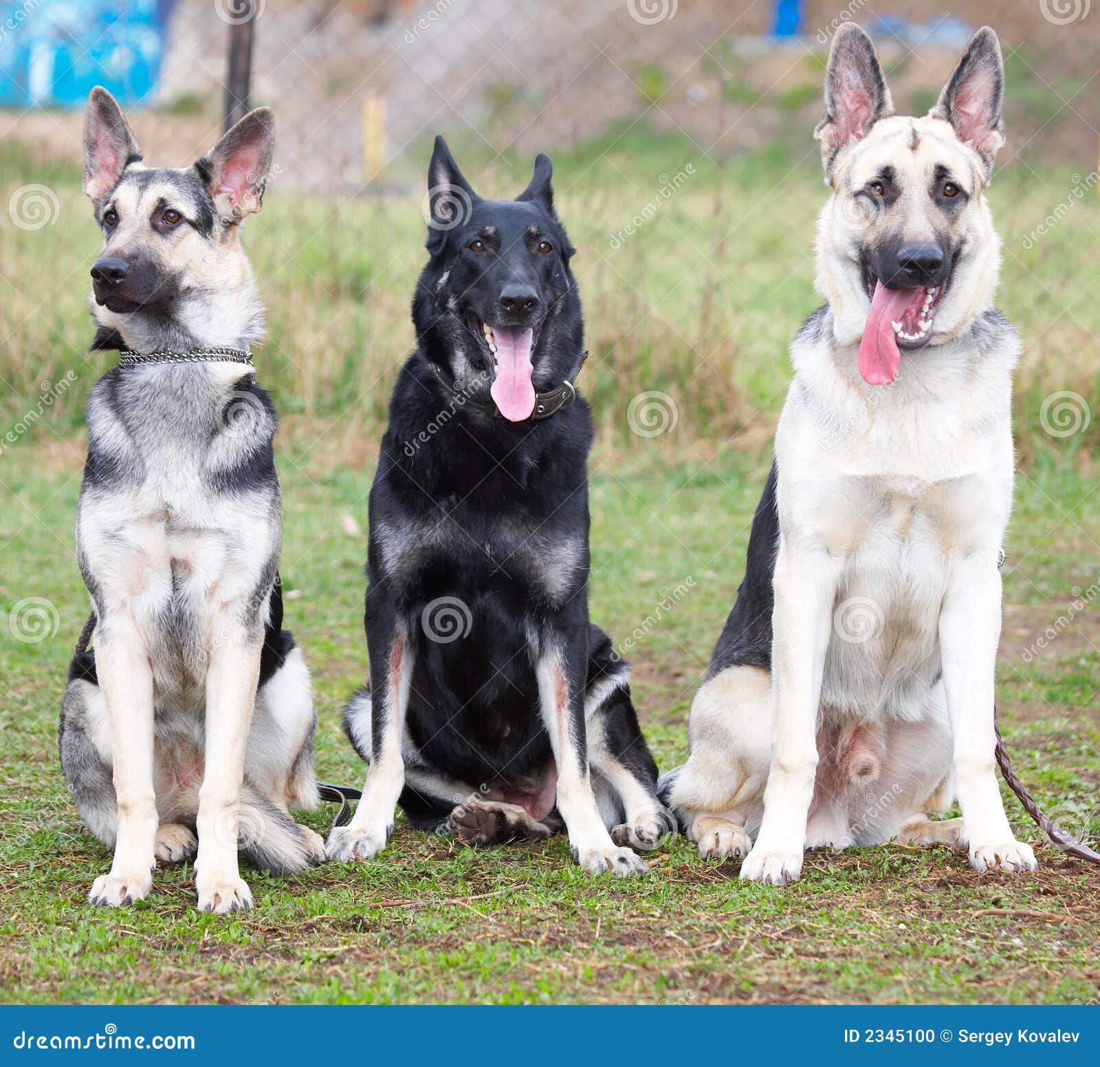 Security dogs stock photo. Image of police, tongue, cute - 2345100