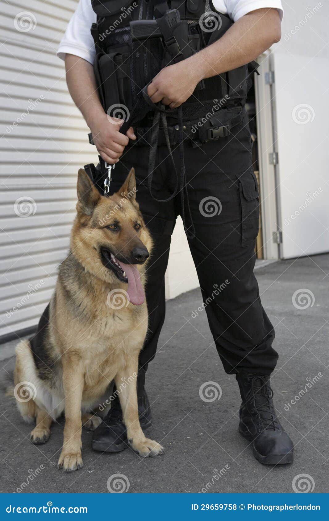 Security Guard with Dog stock photo. Image of partnership - 29659758