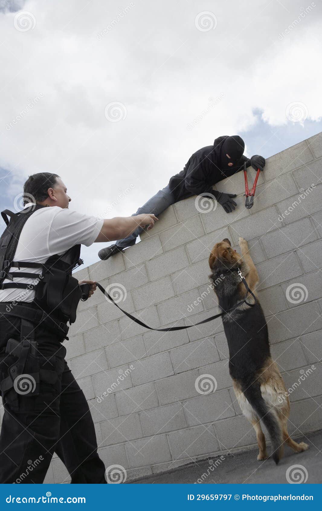 Security Guard with Dog Catching Thief Stock Image - Image of ...