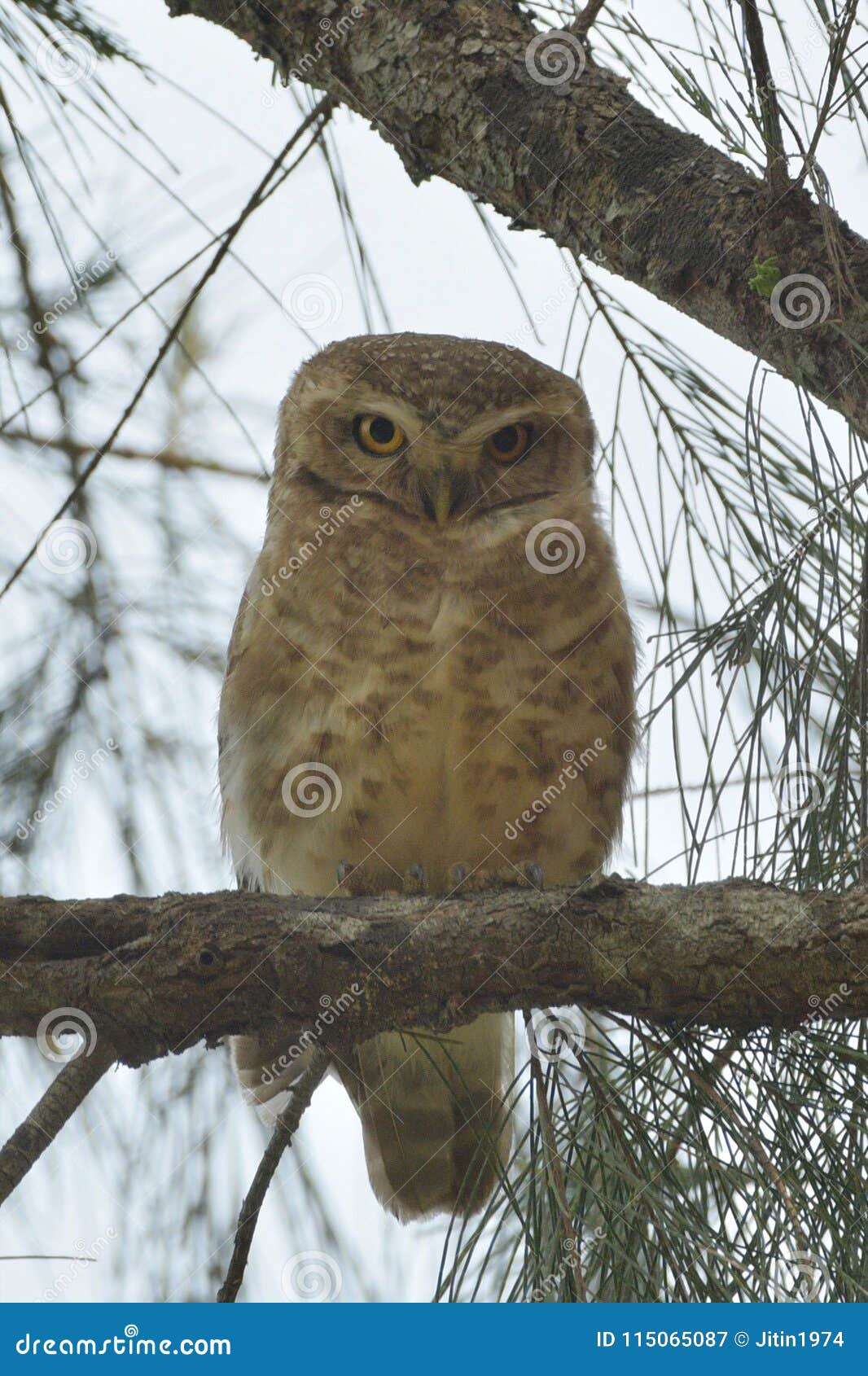 Security Guard of the Jungle on His Stock Image - Image of security ...