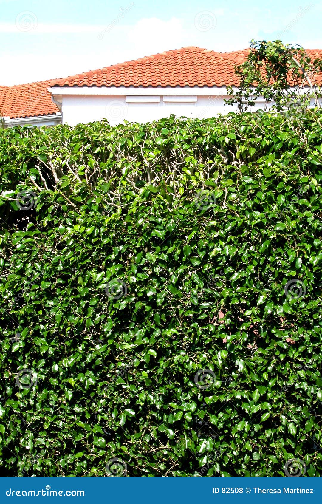 Security Hedge stock photo. Image of security, roof, home - 82508