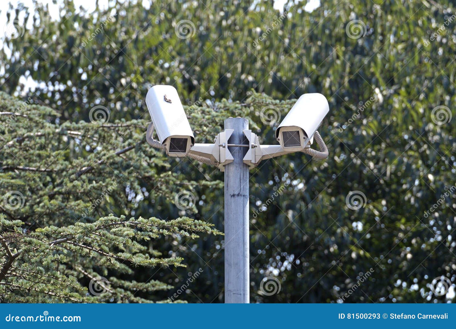 Security Surveillance Camera Near Green Forest . Stock Image - Image of ...