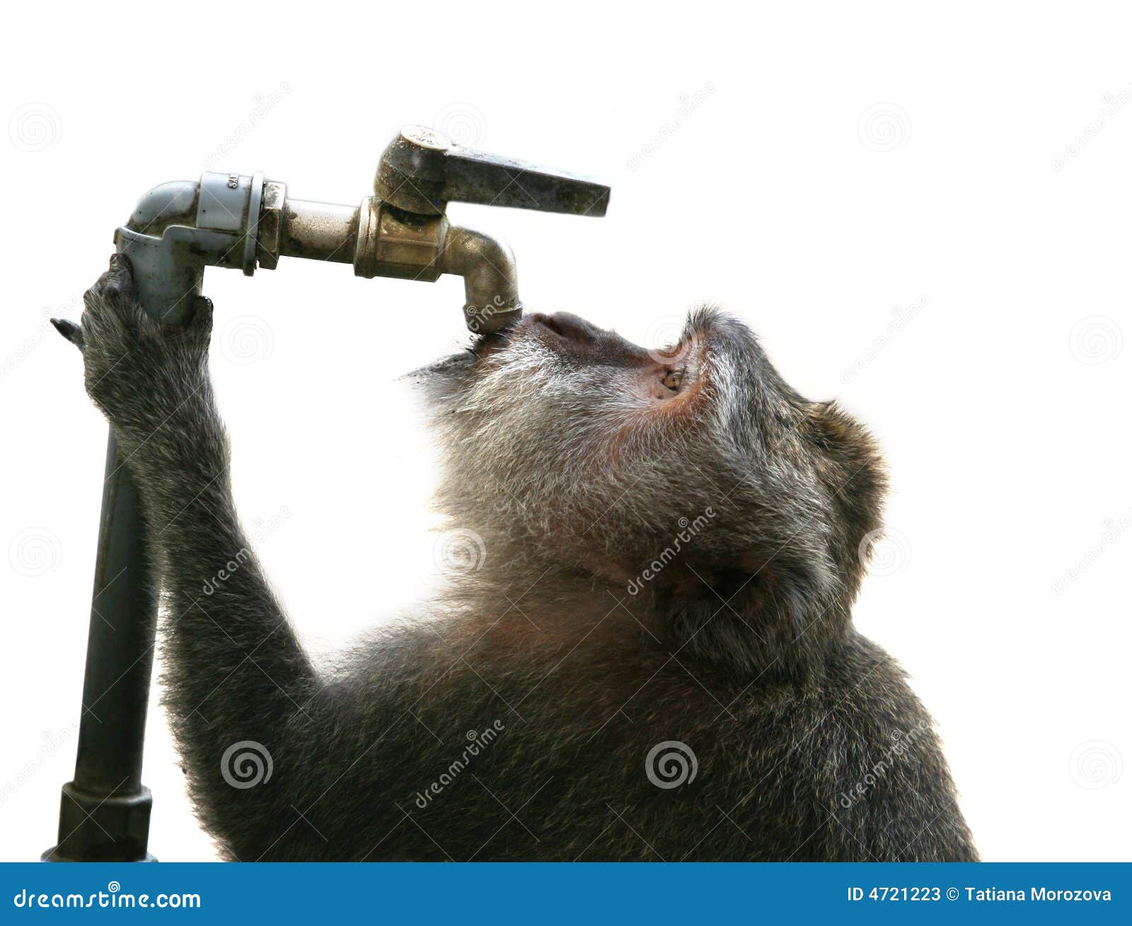 Sed imagen de archivo. Imagen de paro, animal, mirando - 4721223