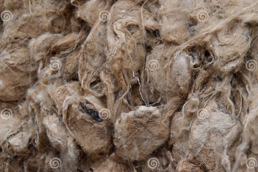 Seda cruda, Madagascar imagen de archivo. Imagen de vida - 56430827