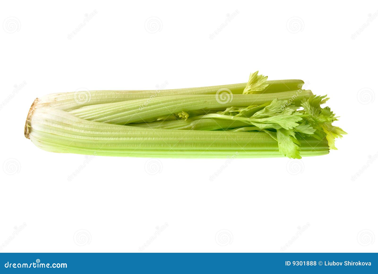 Sedano fotografia stock. Immagine di parte, immagine, singolo - 9301888
