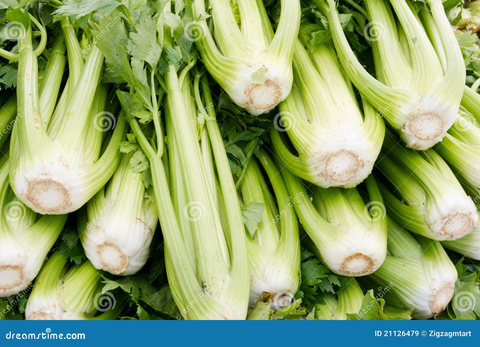 Sedano Verde Su Visualizzazione Immagine Stock - Immagine di naughty ...